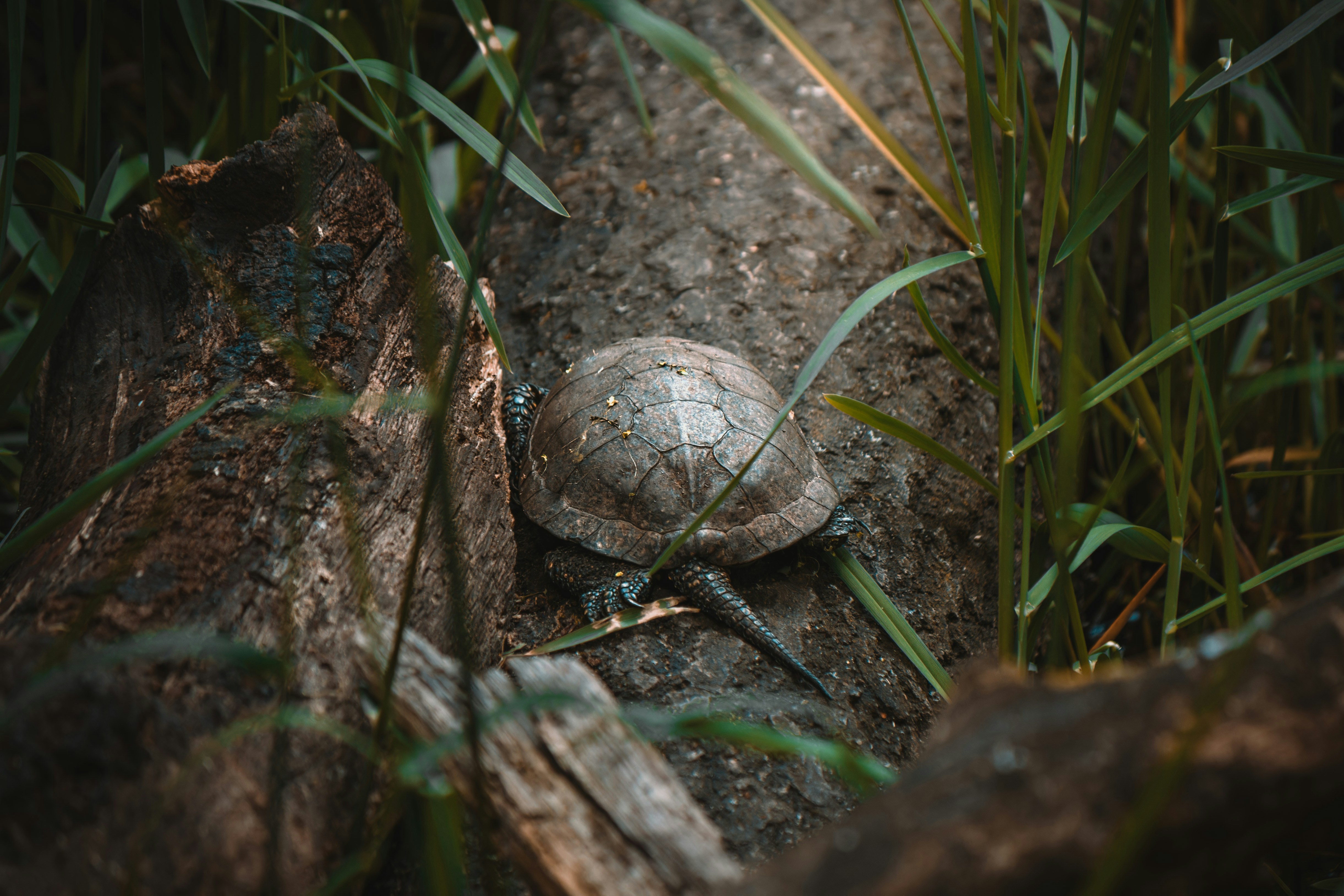 Hidden Champion: A Gentle Turtle Anchored in Damp Garden Bed