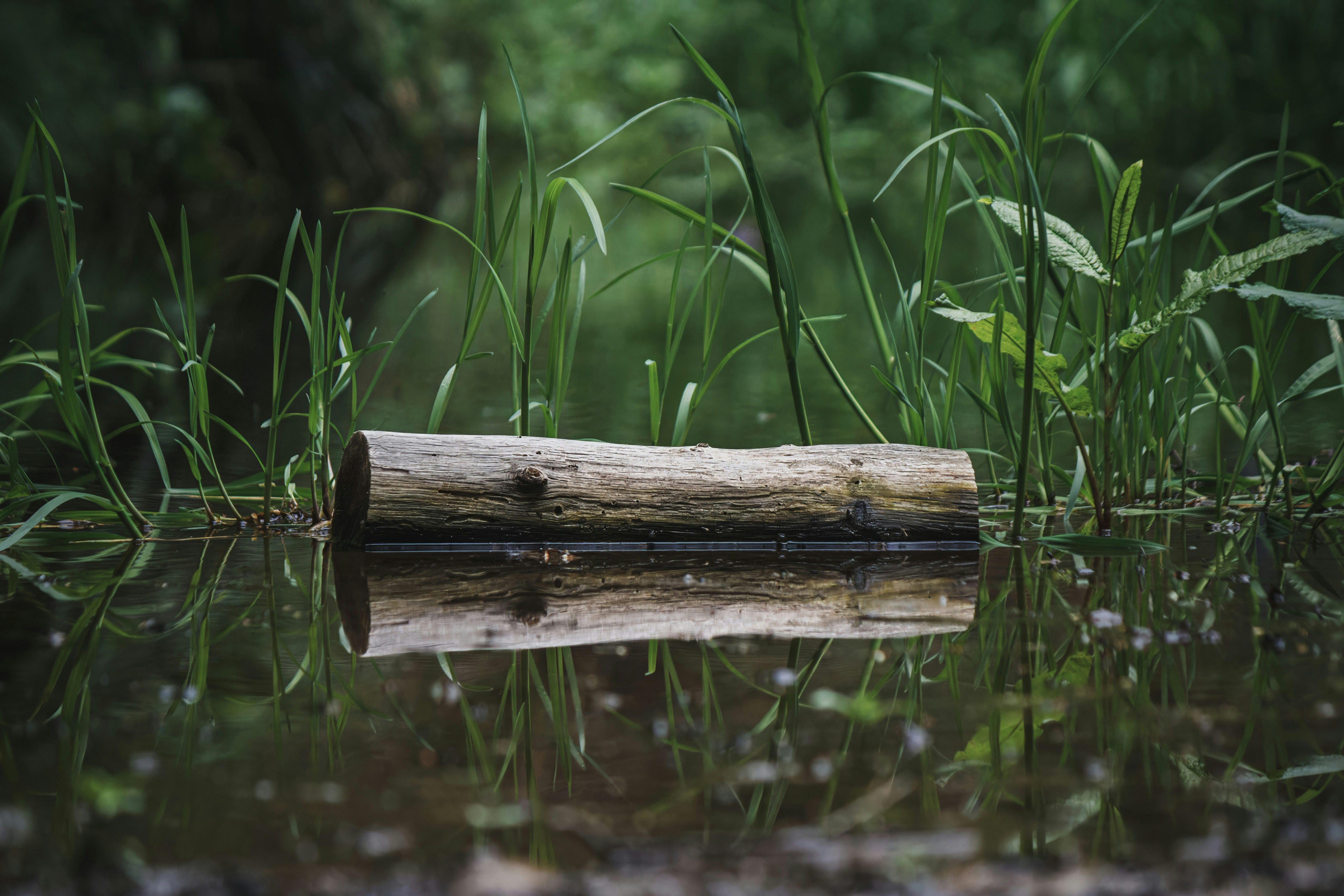 Mirror of Quiet Water: A Log Resting on Still Surface