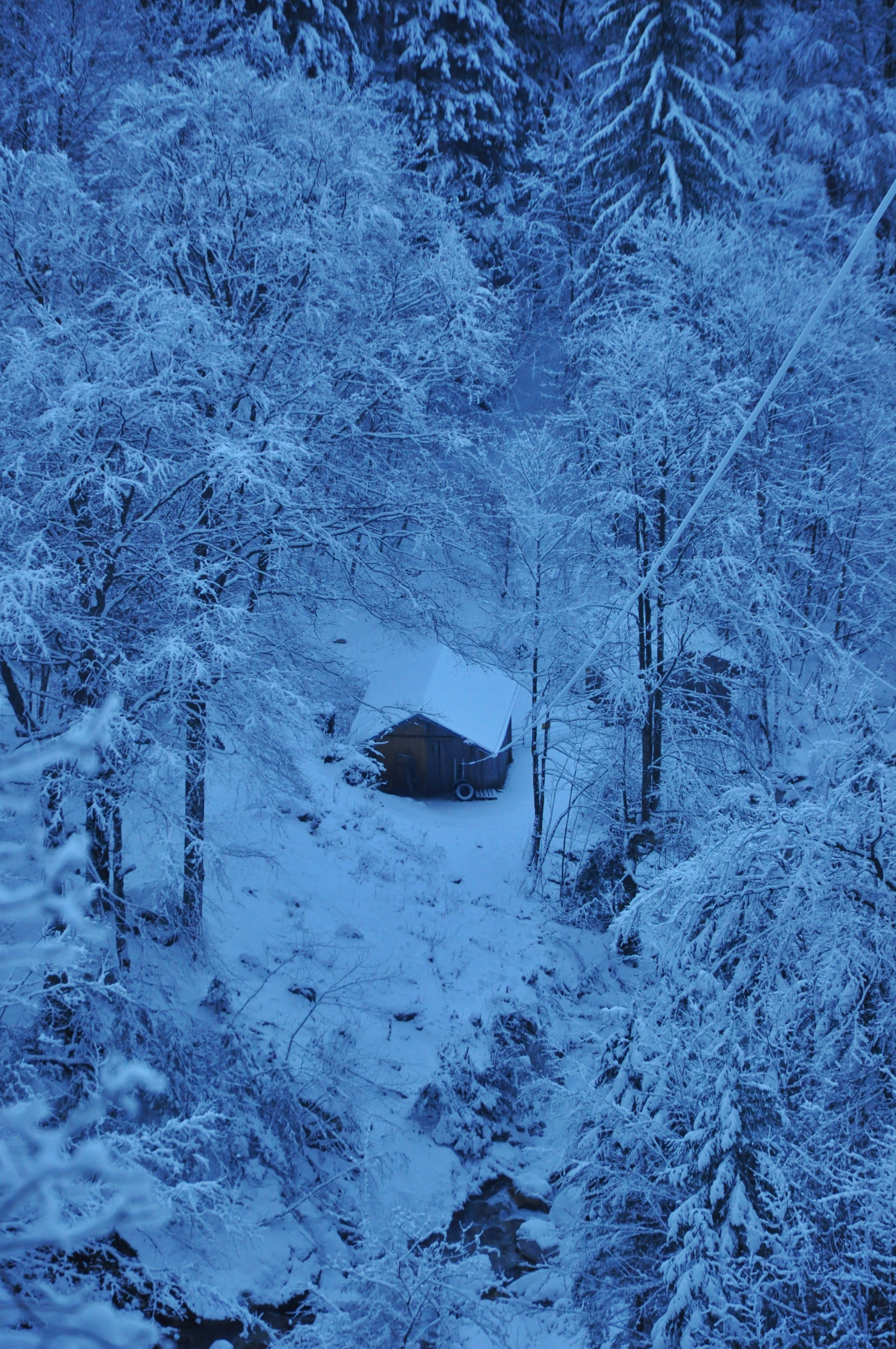 Snowbound Cabin Quietly Nestled in a Blue-tinged Forest Corridor