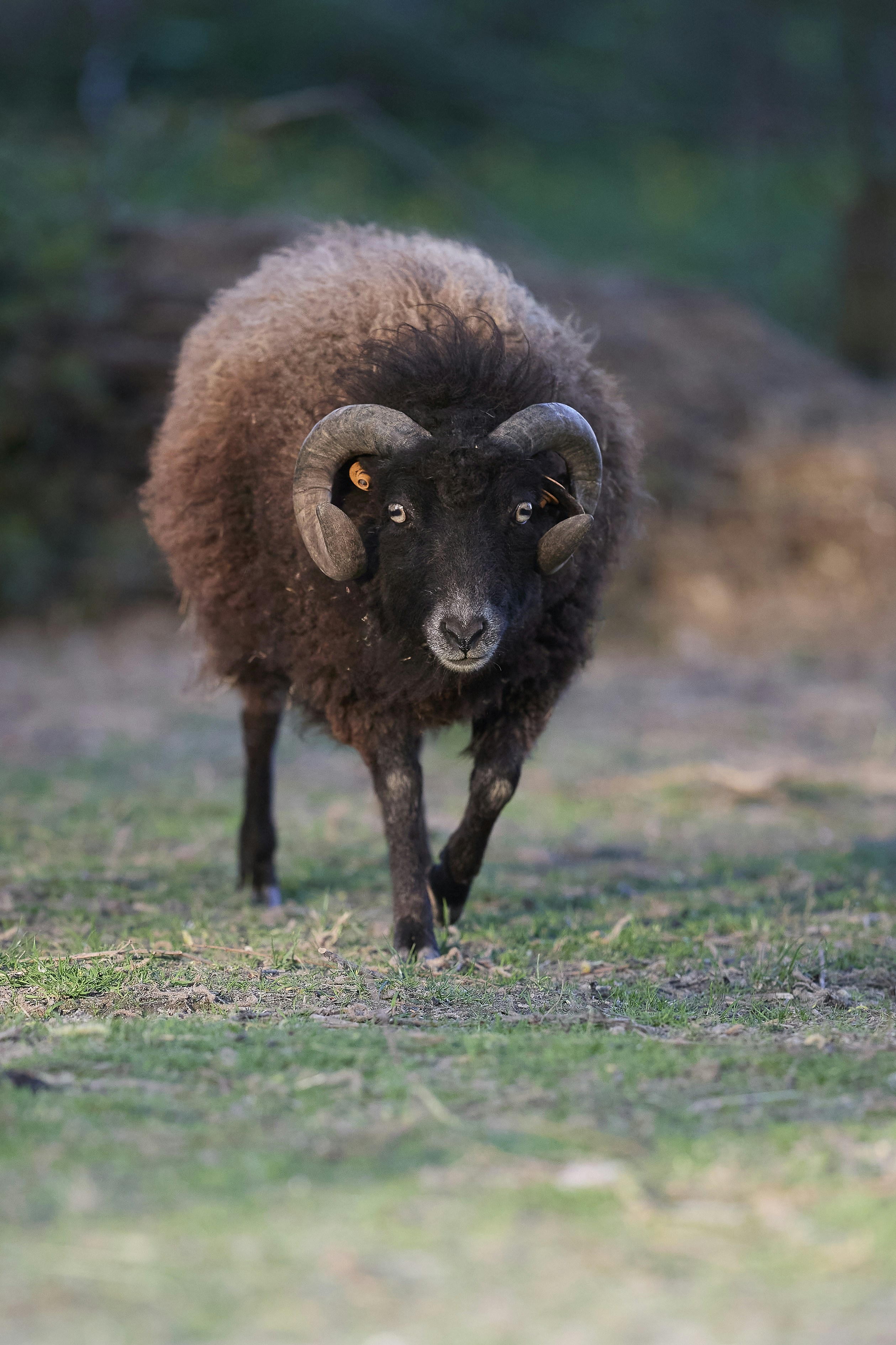 Majestic ouessant ram with impressive curved horns and dark, fluffy wool, confidently approaches the viewer in a sunlit, natural grassland.