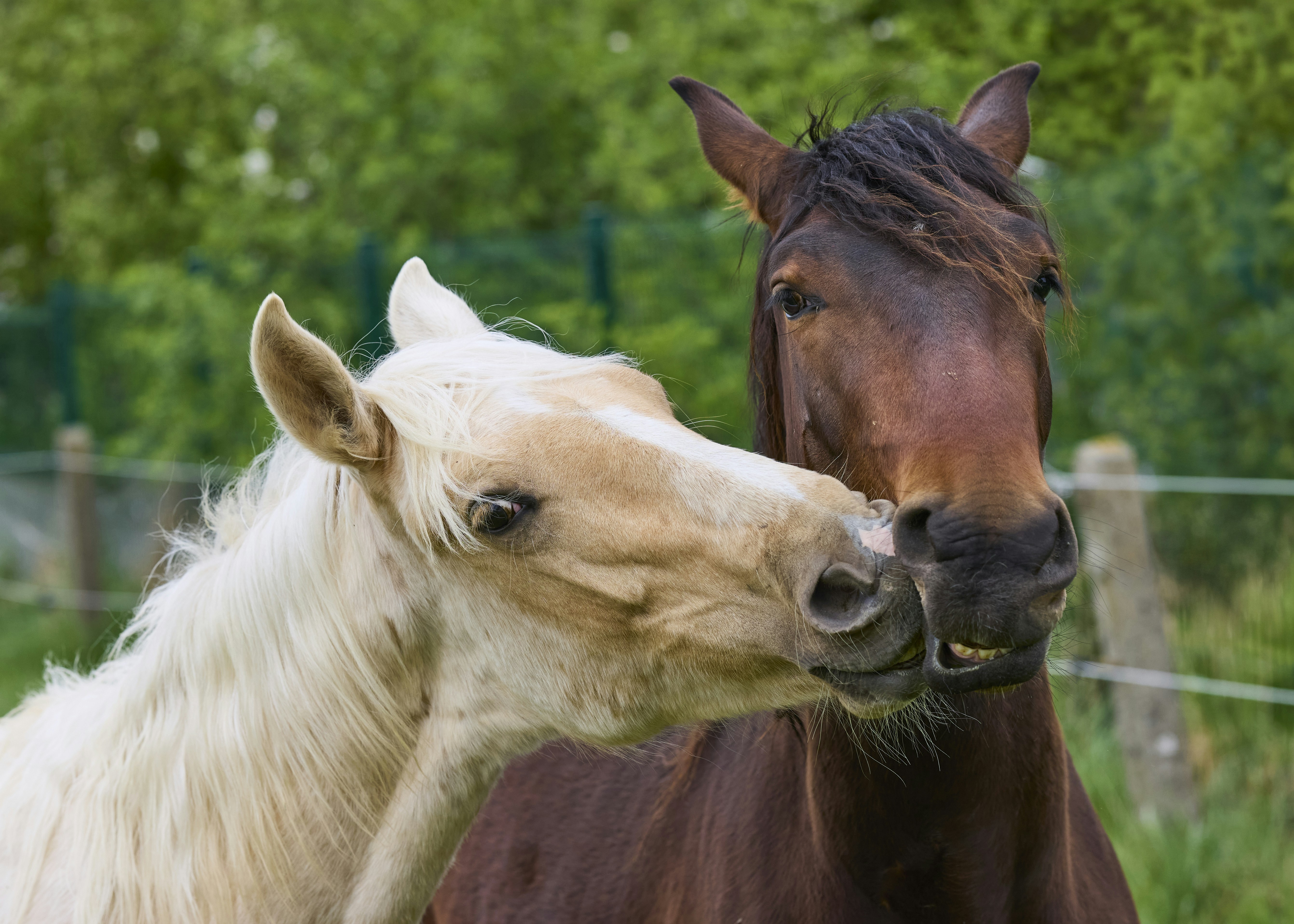 A Gentle Bickering: White and Brown Horses Share a Fence Line