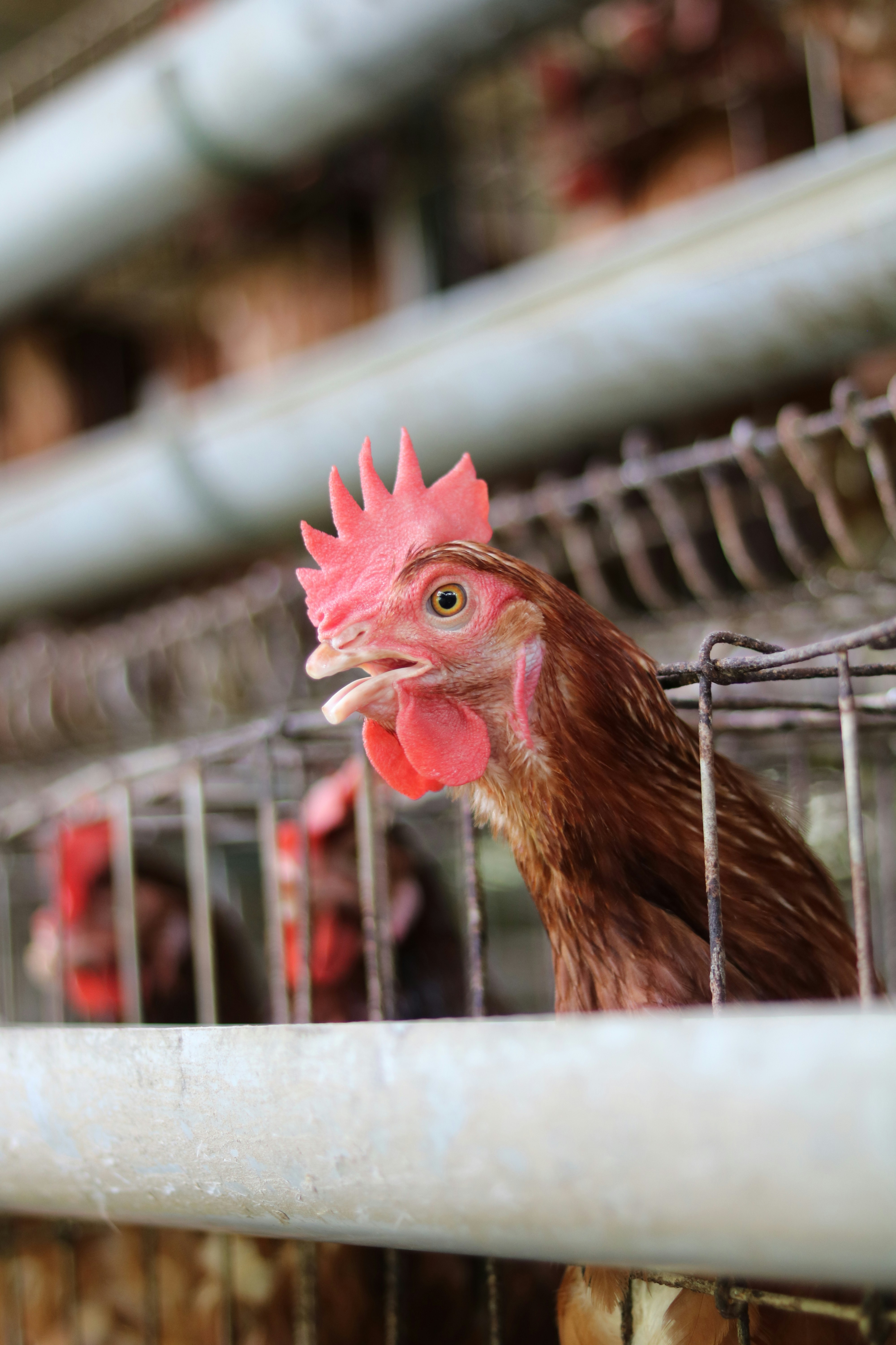 Red Crested Cornerstone: A Rooster Portrait Behind Farm Fencing