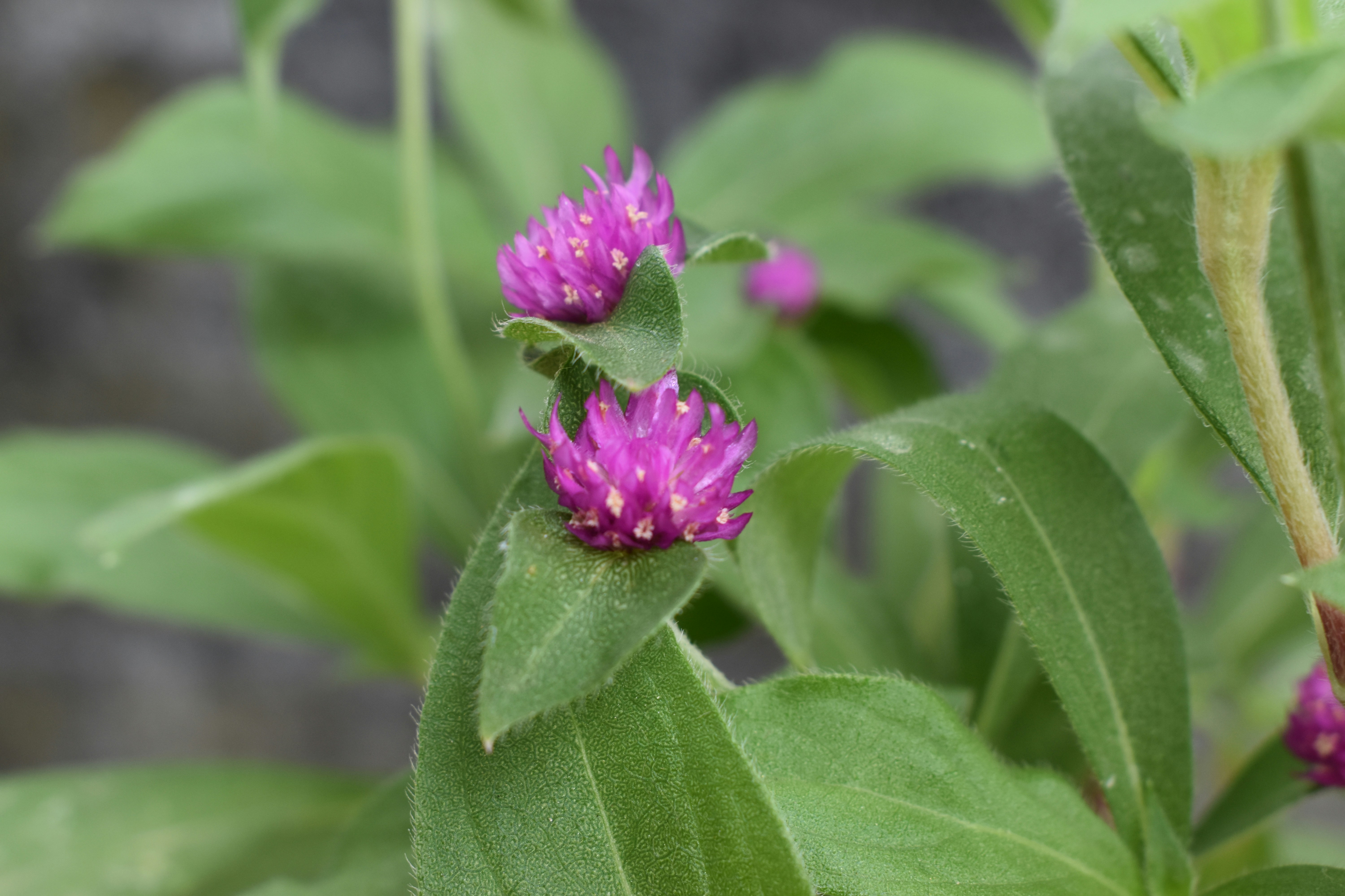 Pink Globe Flowers in Soft Foliage