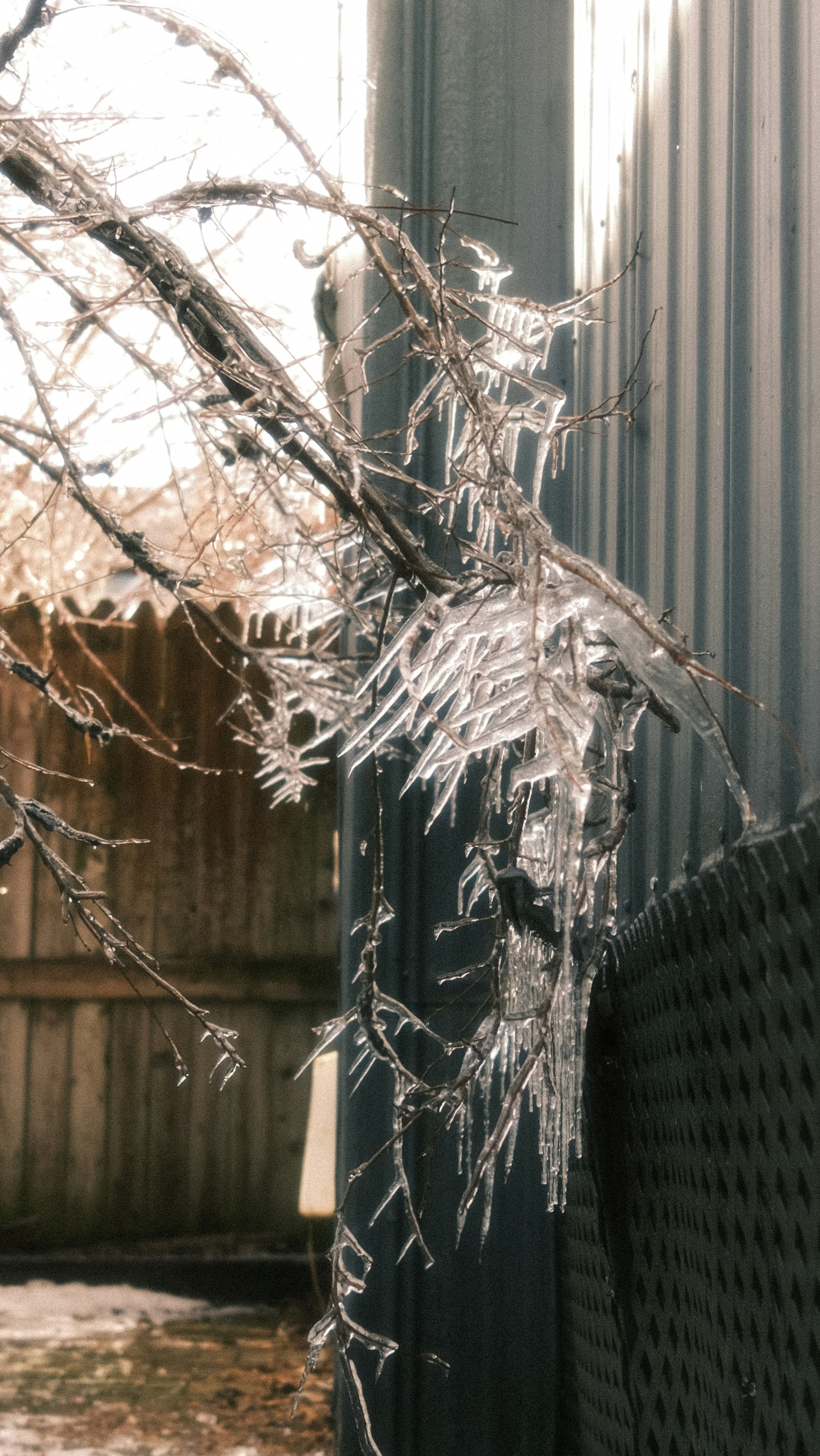 Ice-Crowned Branches by a Weathered Metal Wall