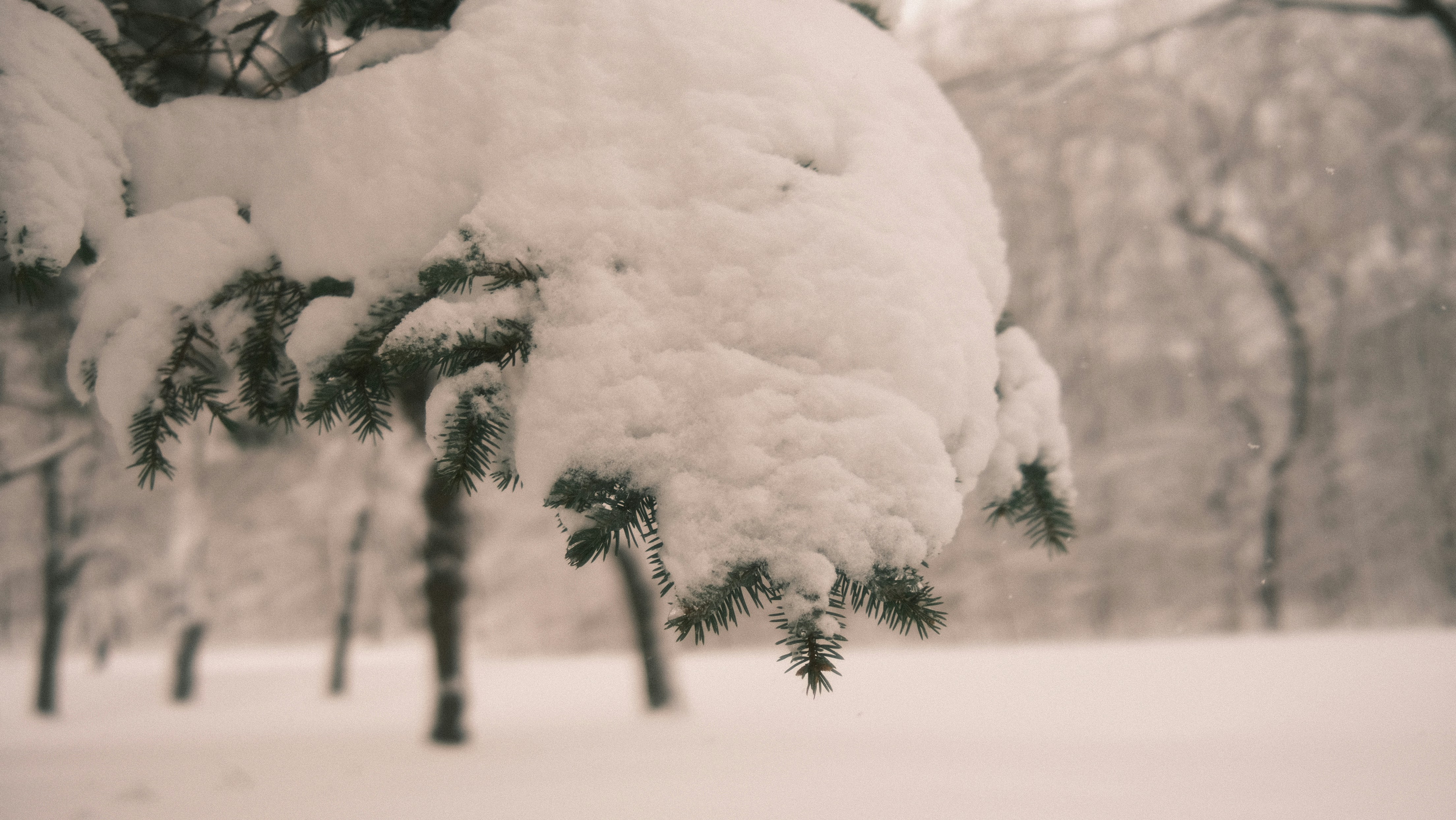 Snow-Laden Spruce Fringe Leaning Toward the Path