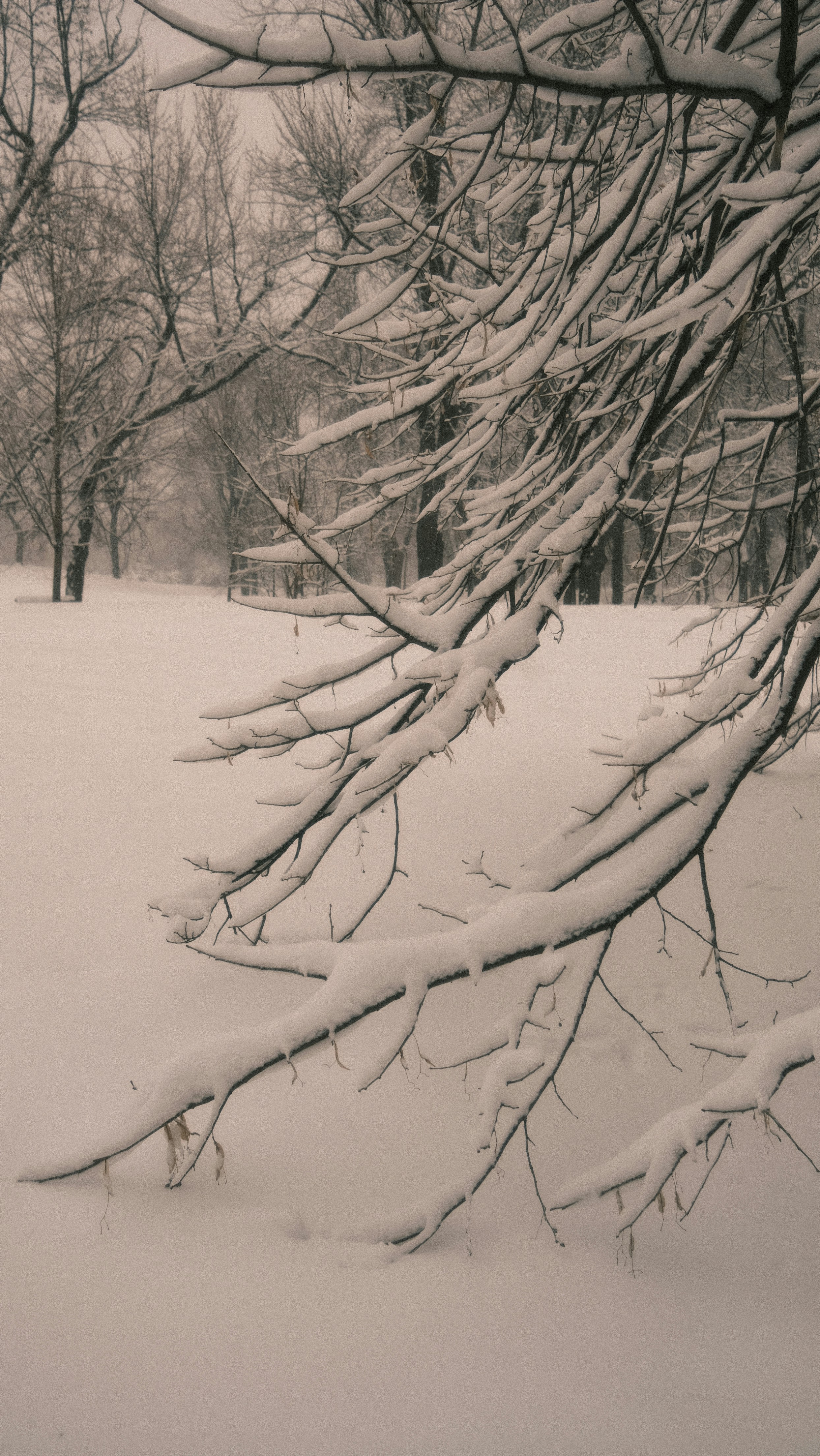 Snow-limbed branches bending into a quiet park