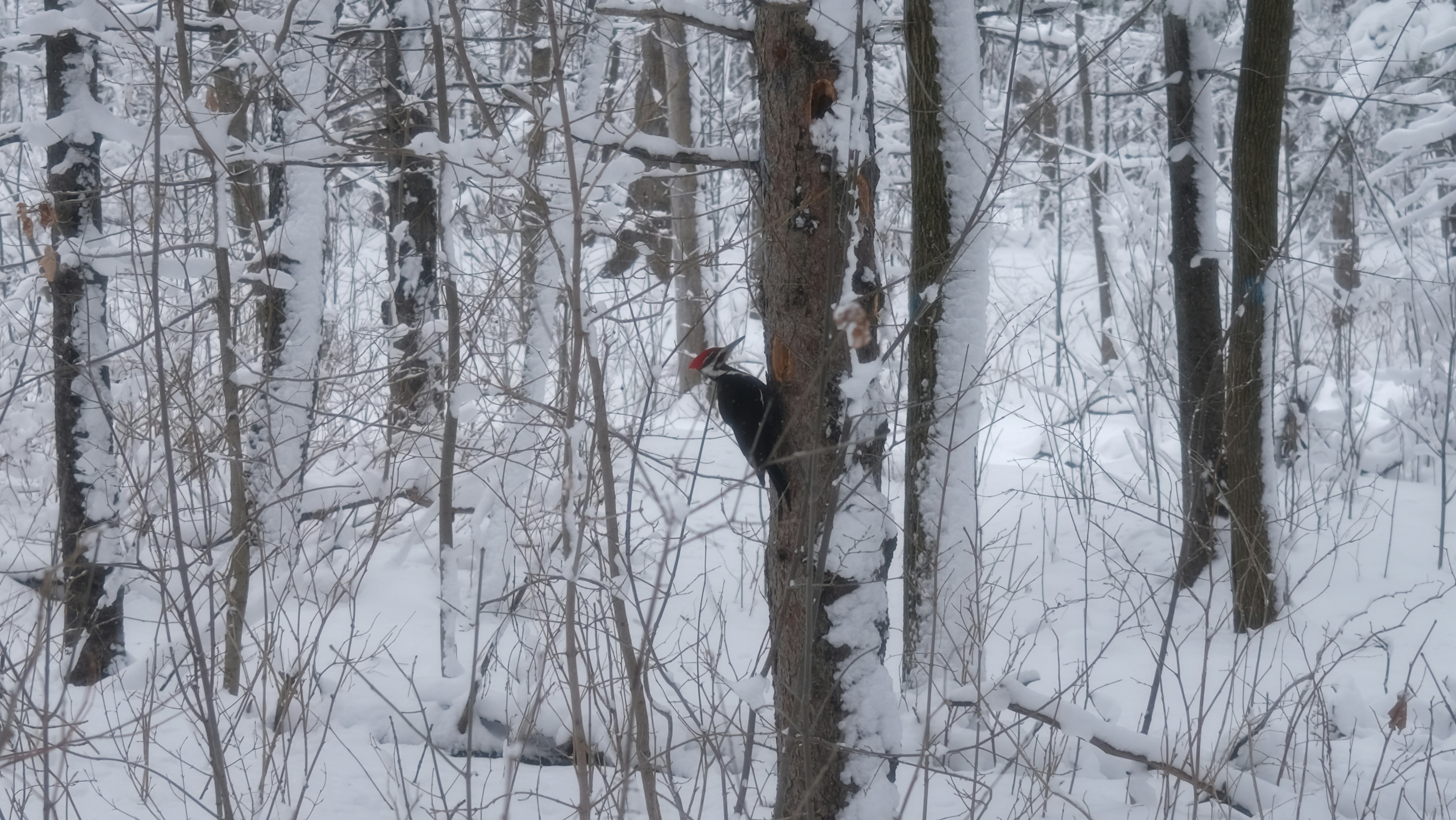 Red-capped Woodpecker in a Monochrome Snow Forest