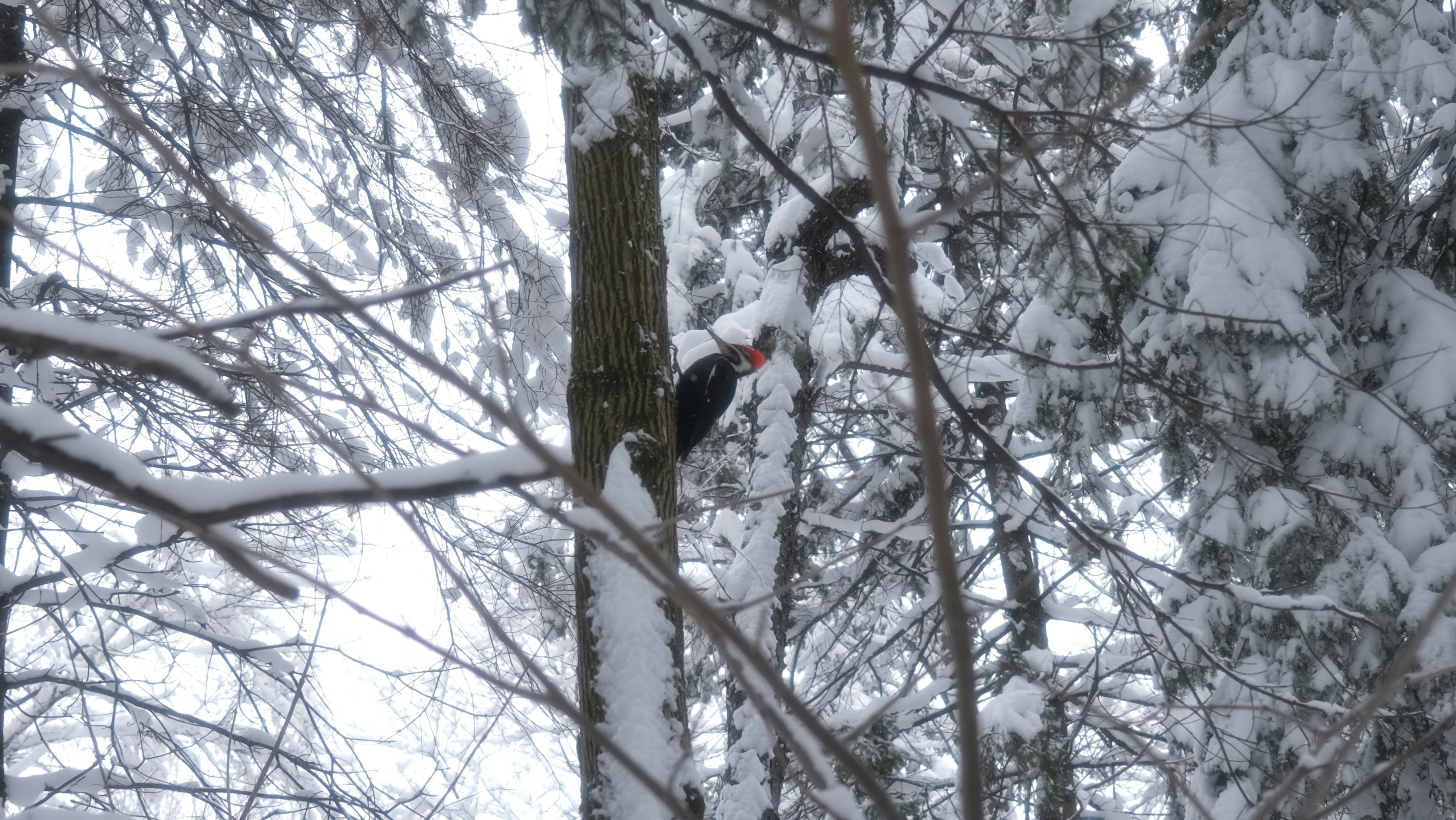Climber Halting in Snowy Birch: A Hidden Peak above the Forest