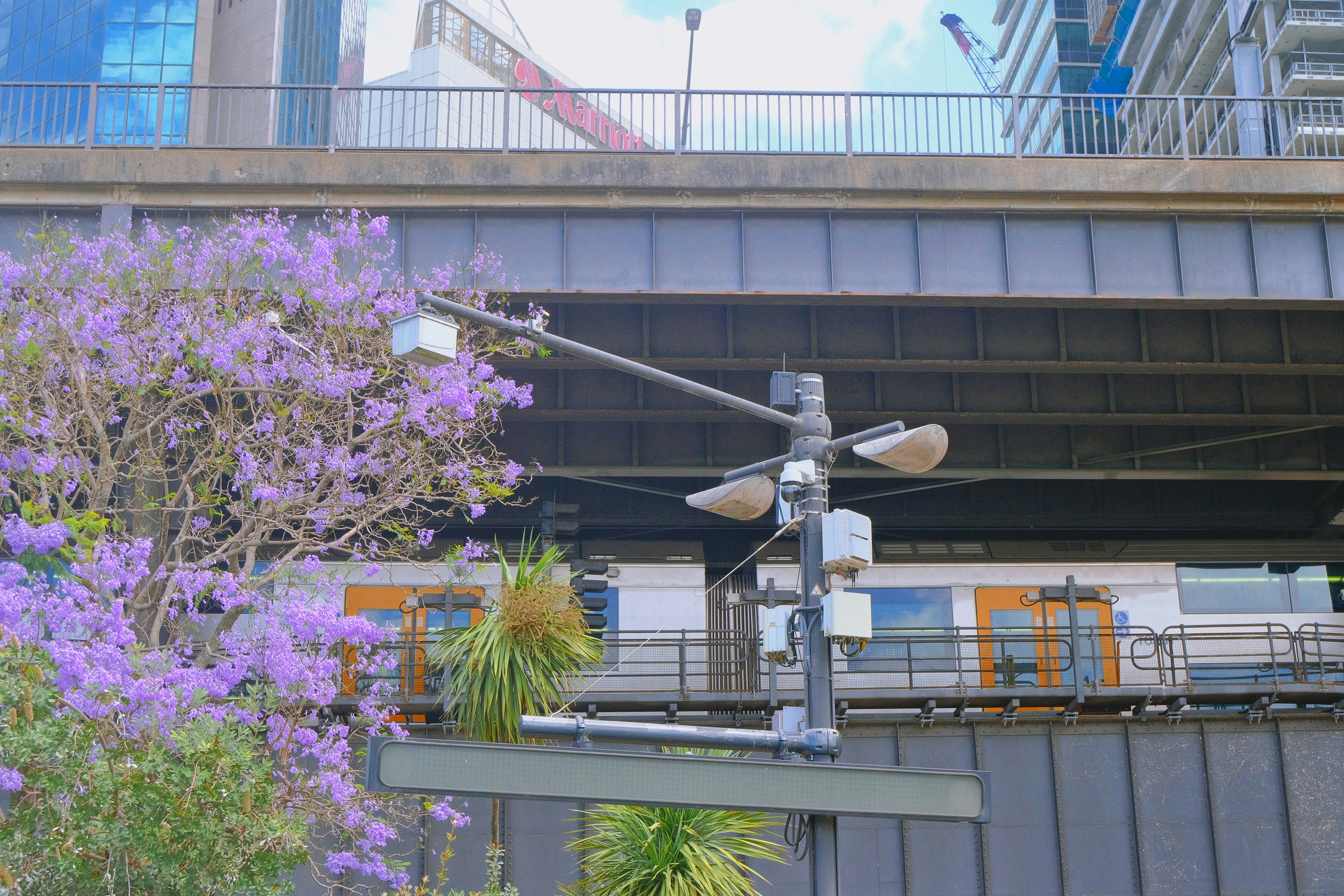 Purple blossoms under a city bridge with a street lamp and tram lines