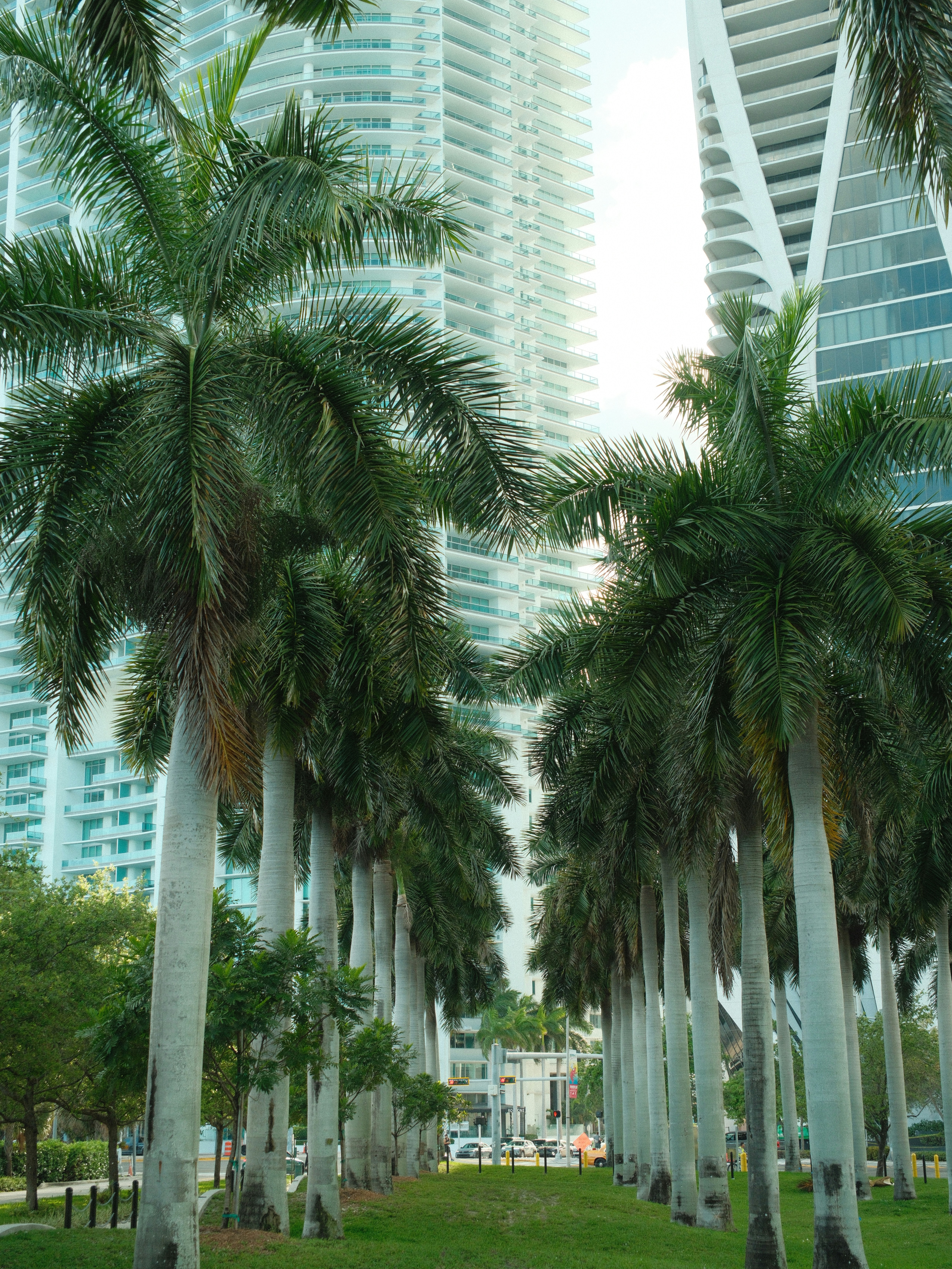 Palm Avenue Between Skyscrapers