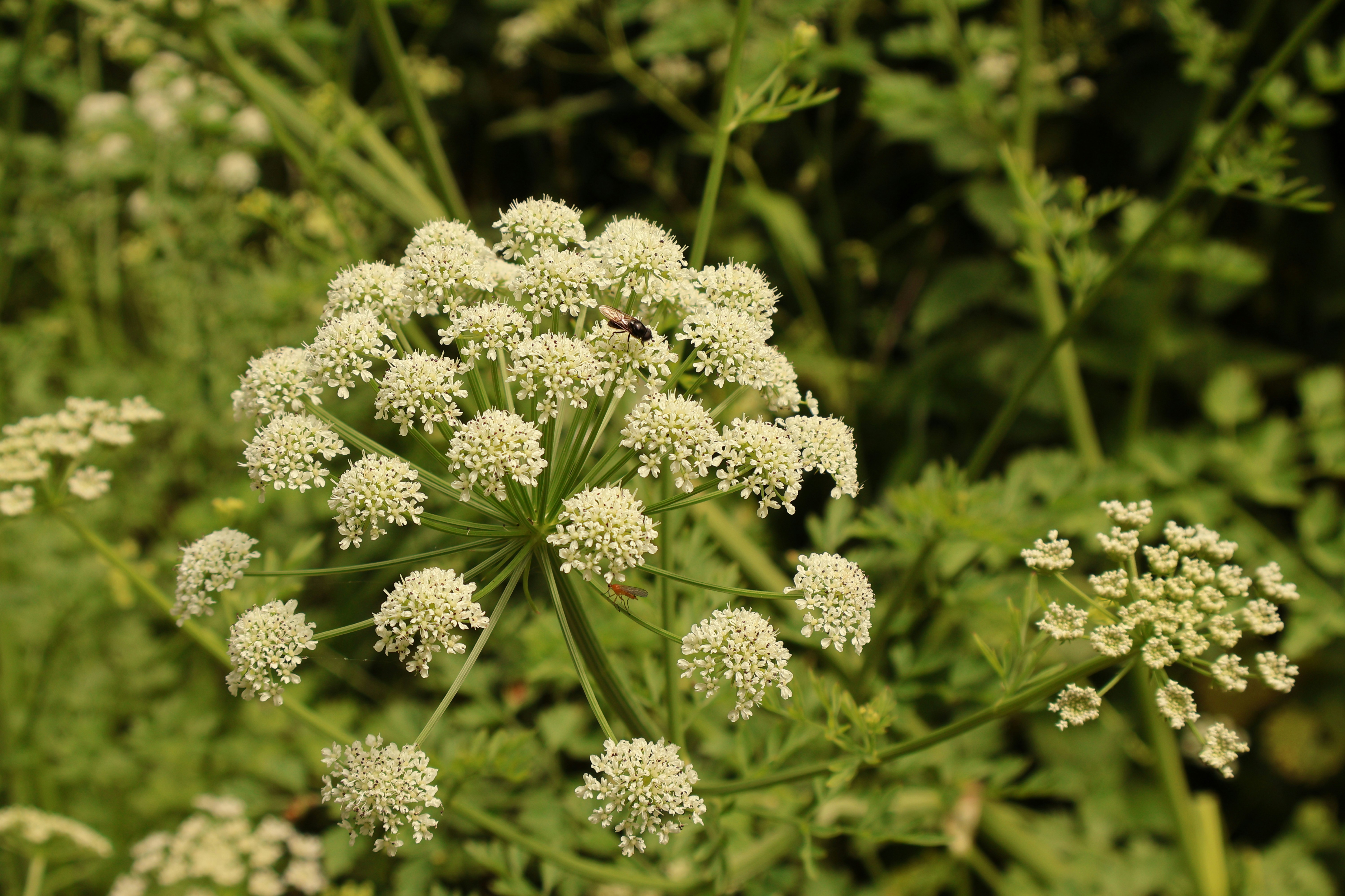Umbel in Focus: Close-Up of Queen Anne's Lace Against Green Veil