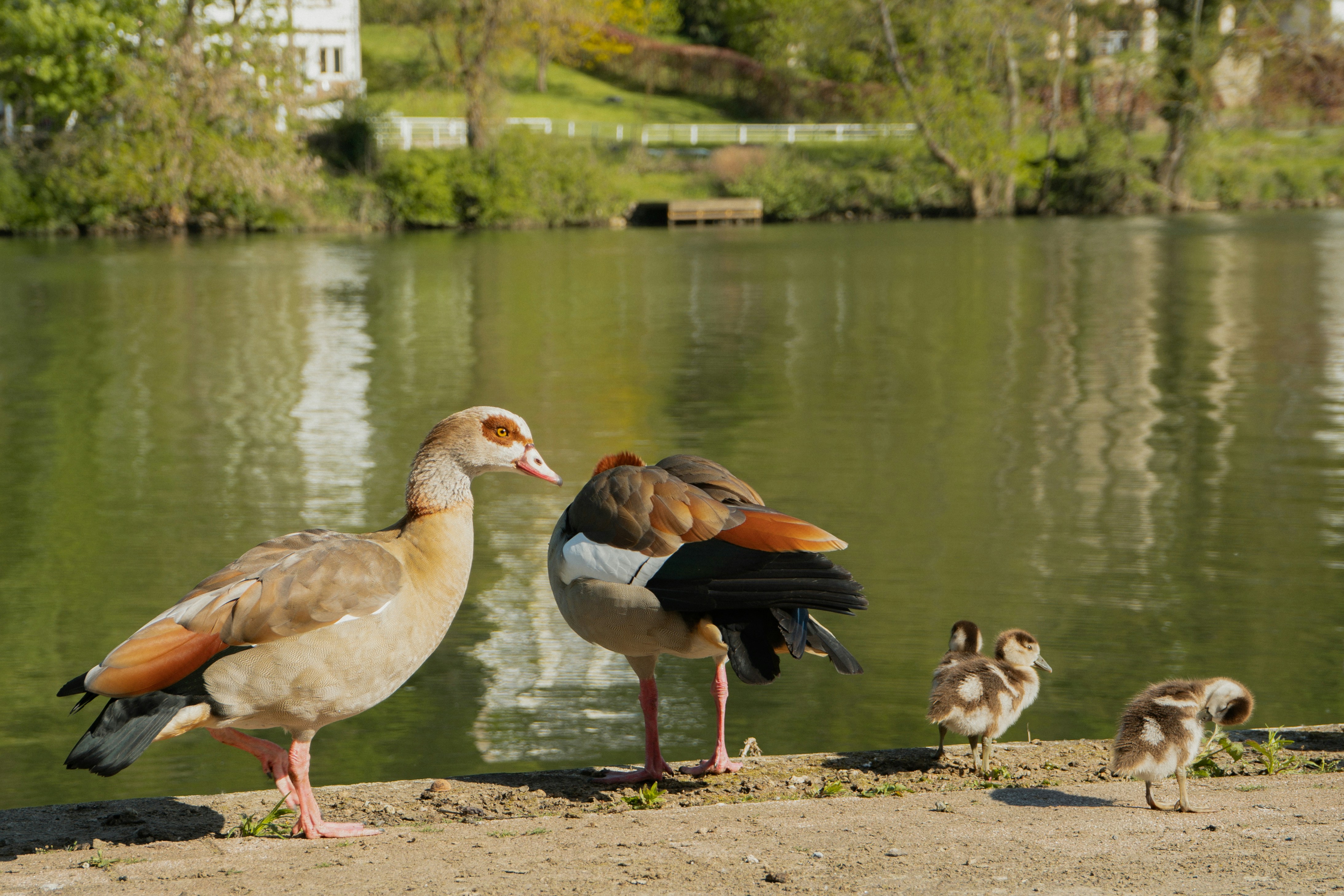 Parade of Ducklings by the Riverside Edge