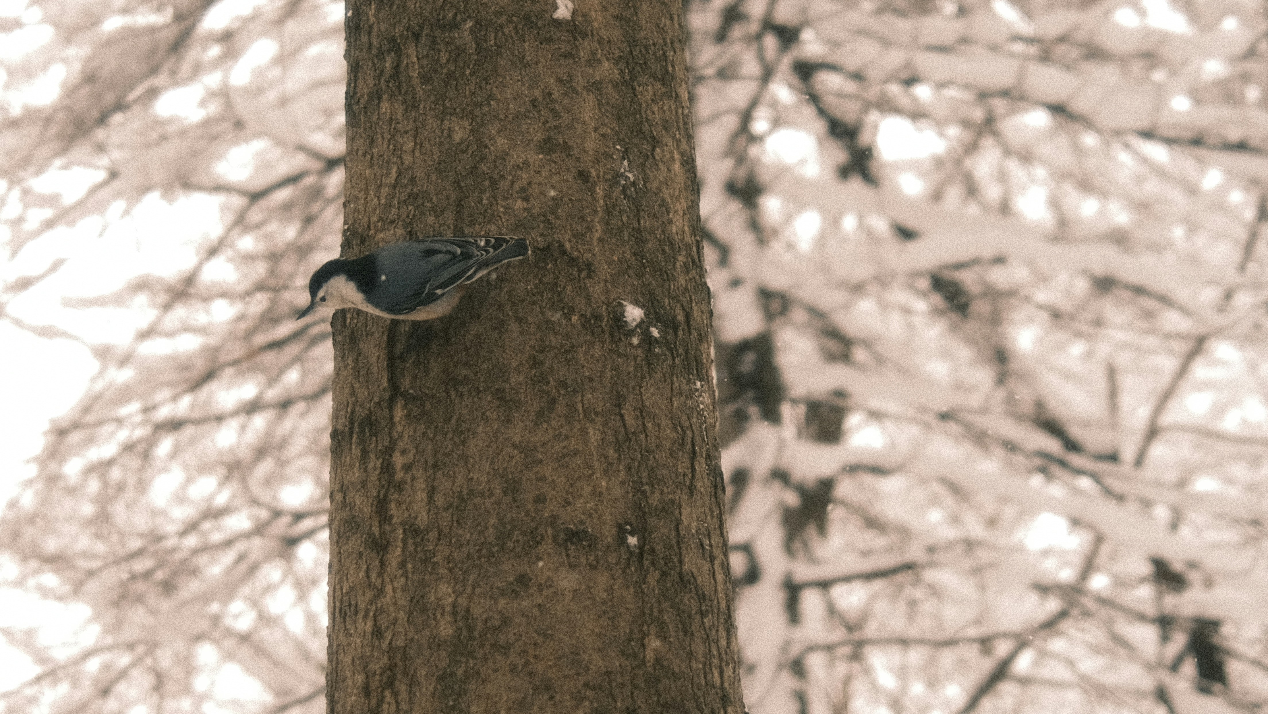 Blue-Sided Bird on a Winter Trunk