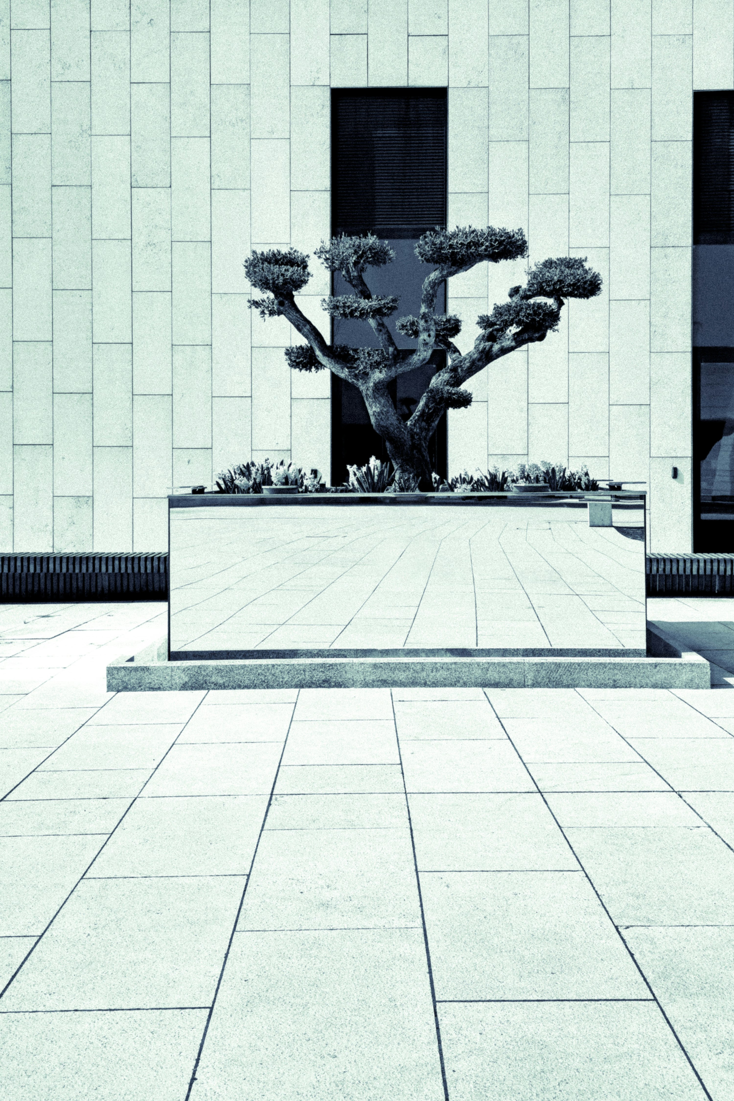 Pruned silhouette in a geometric plaza