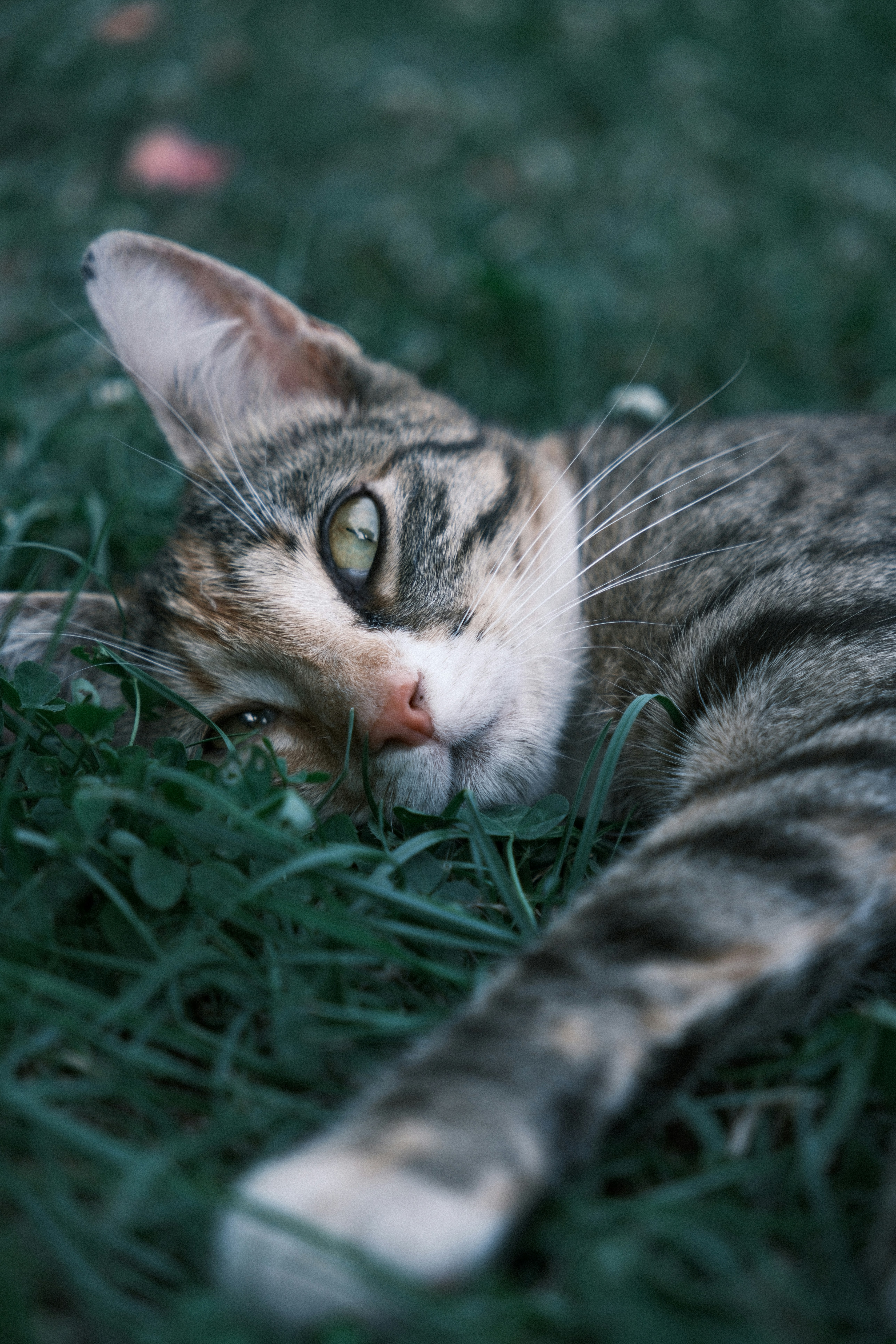 A tabby cat with green eyes lying on green grass.