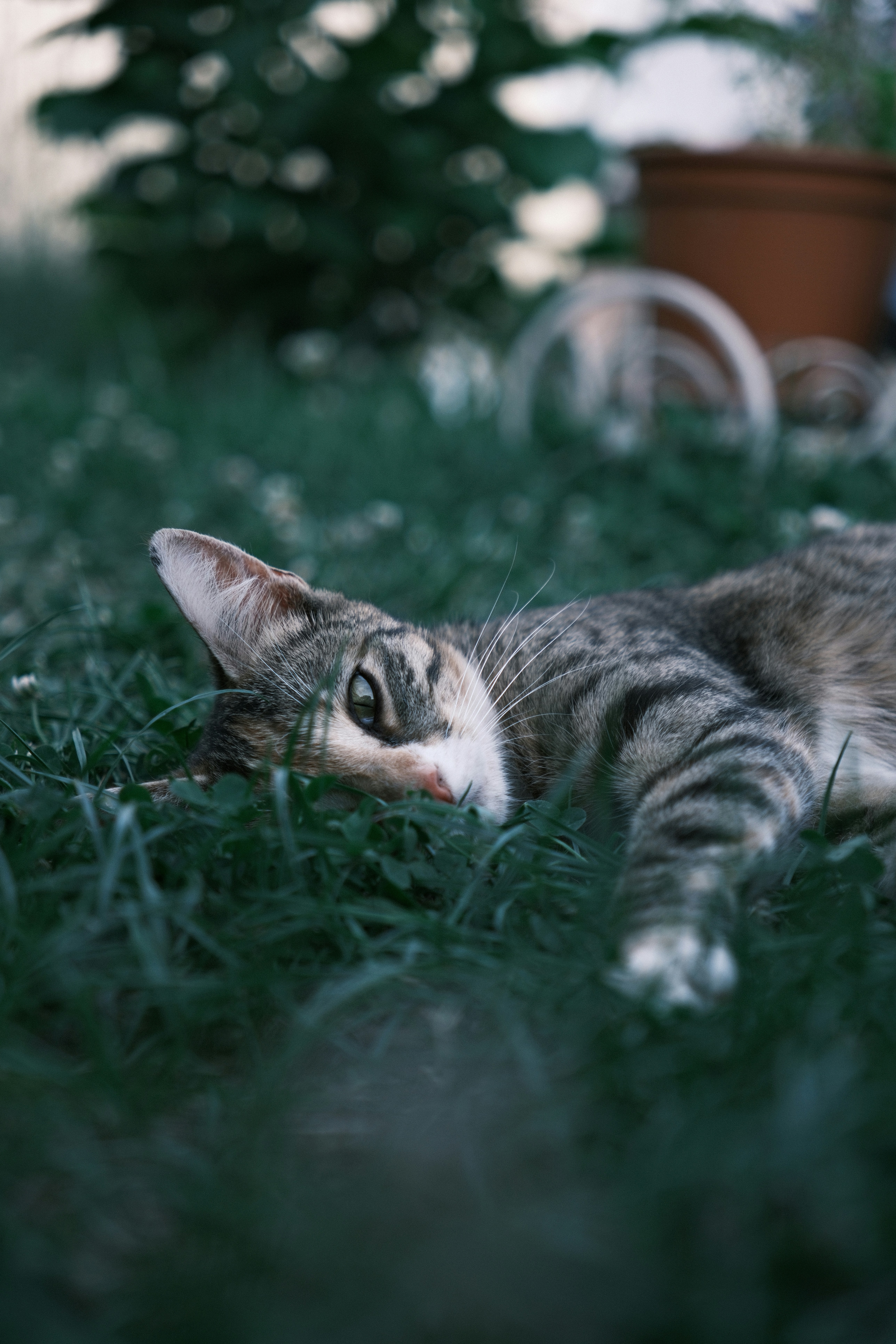 Languid Tabby in a Morning Lawn Reverie