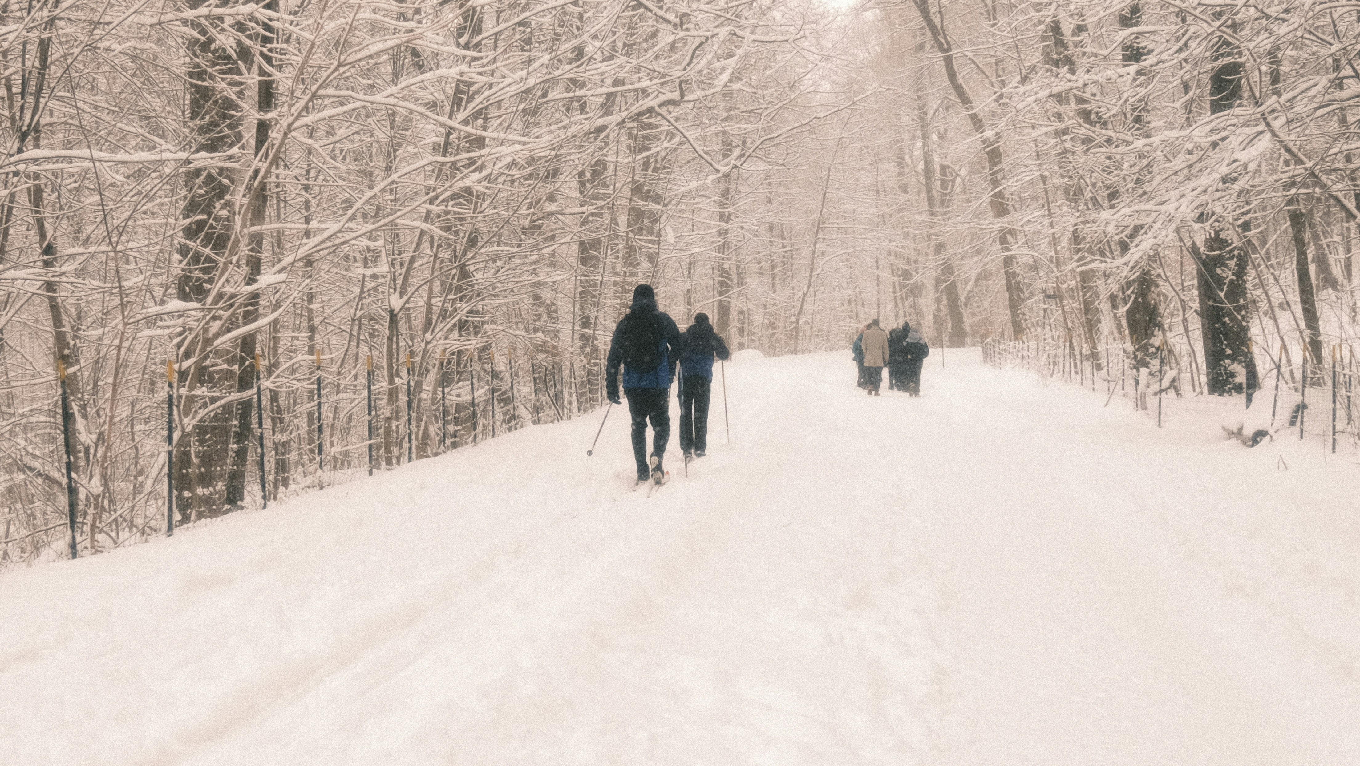 Winter Walk: A Snowy Ridge Under Silent Trees