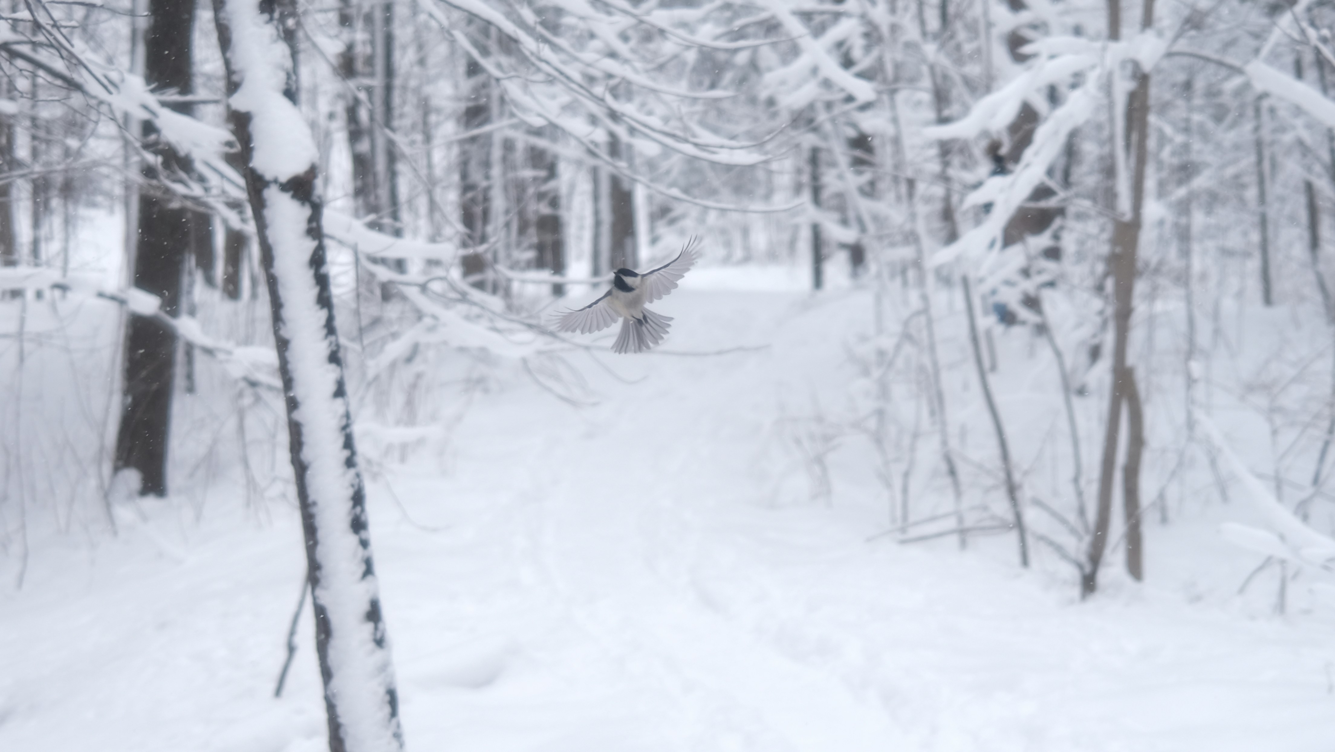 Winged Moment over a Silent Snowframe