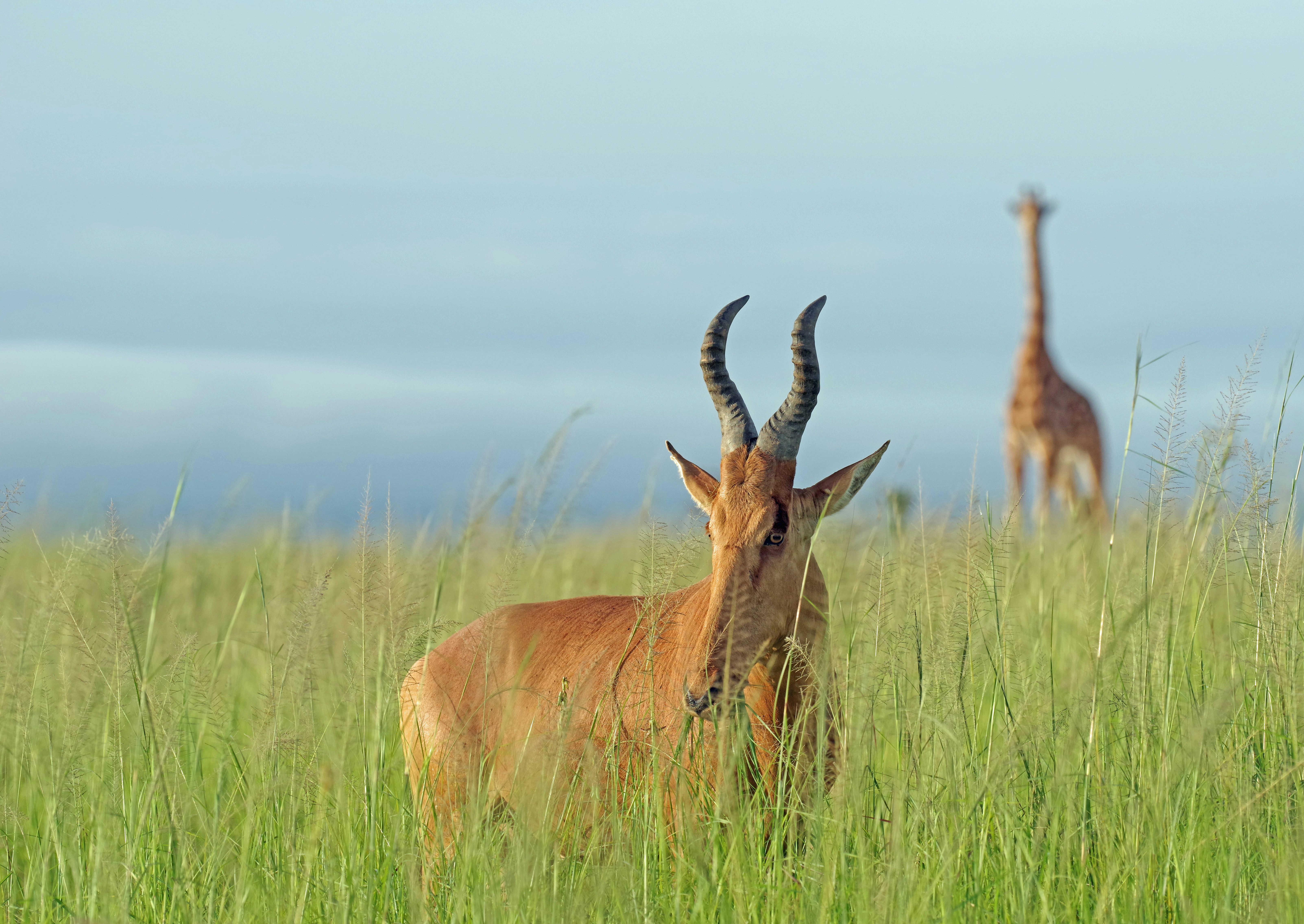 A Vigilant Gnu in Tall Grass with a Distant Giraffe