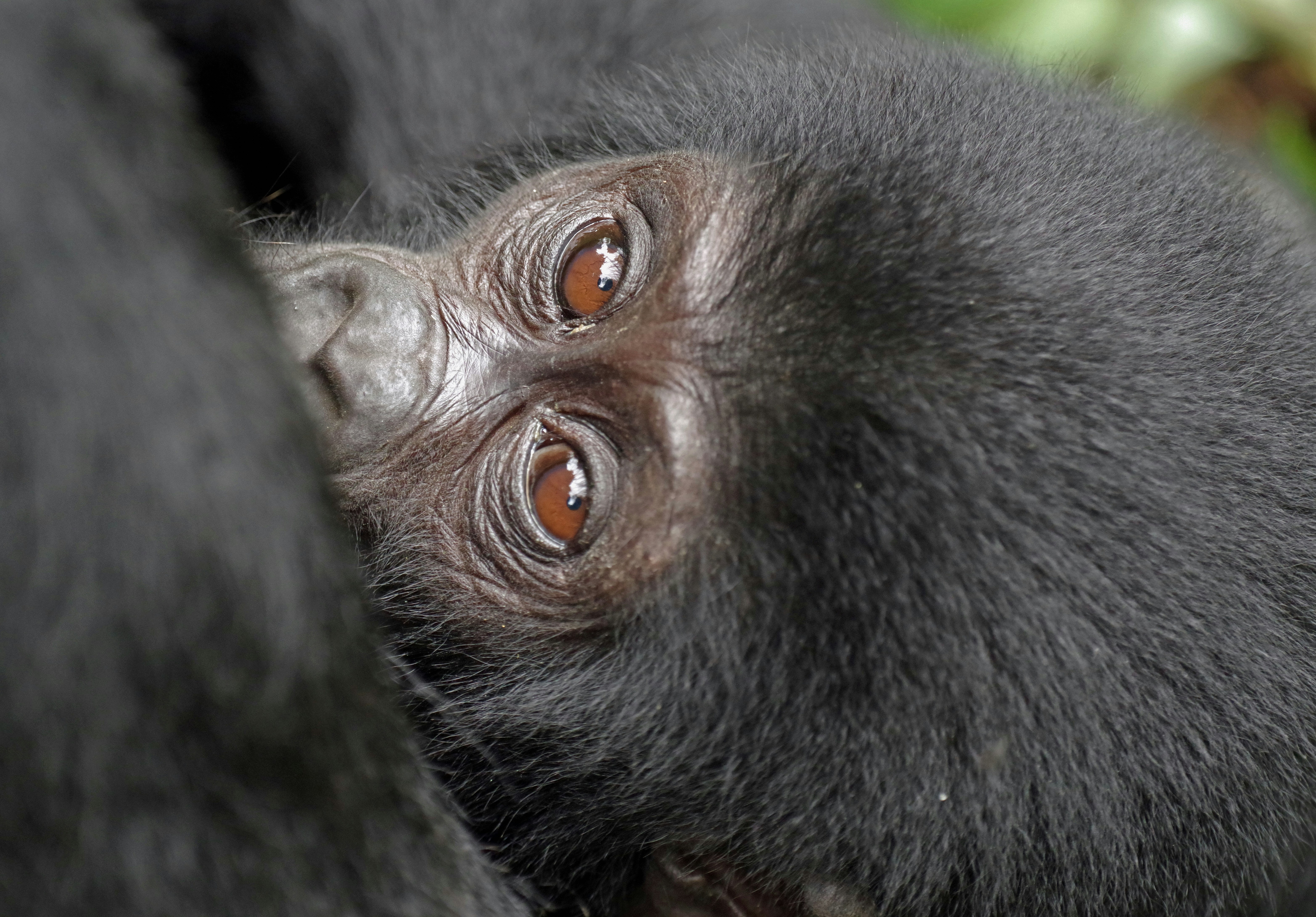 Gaze from the Canopy: A Gorilla’s Quiet Intellect