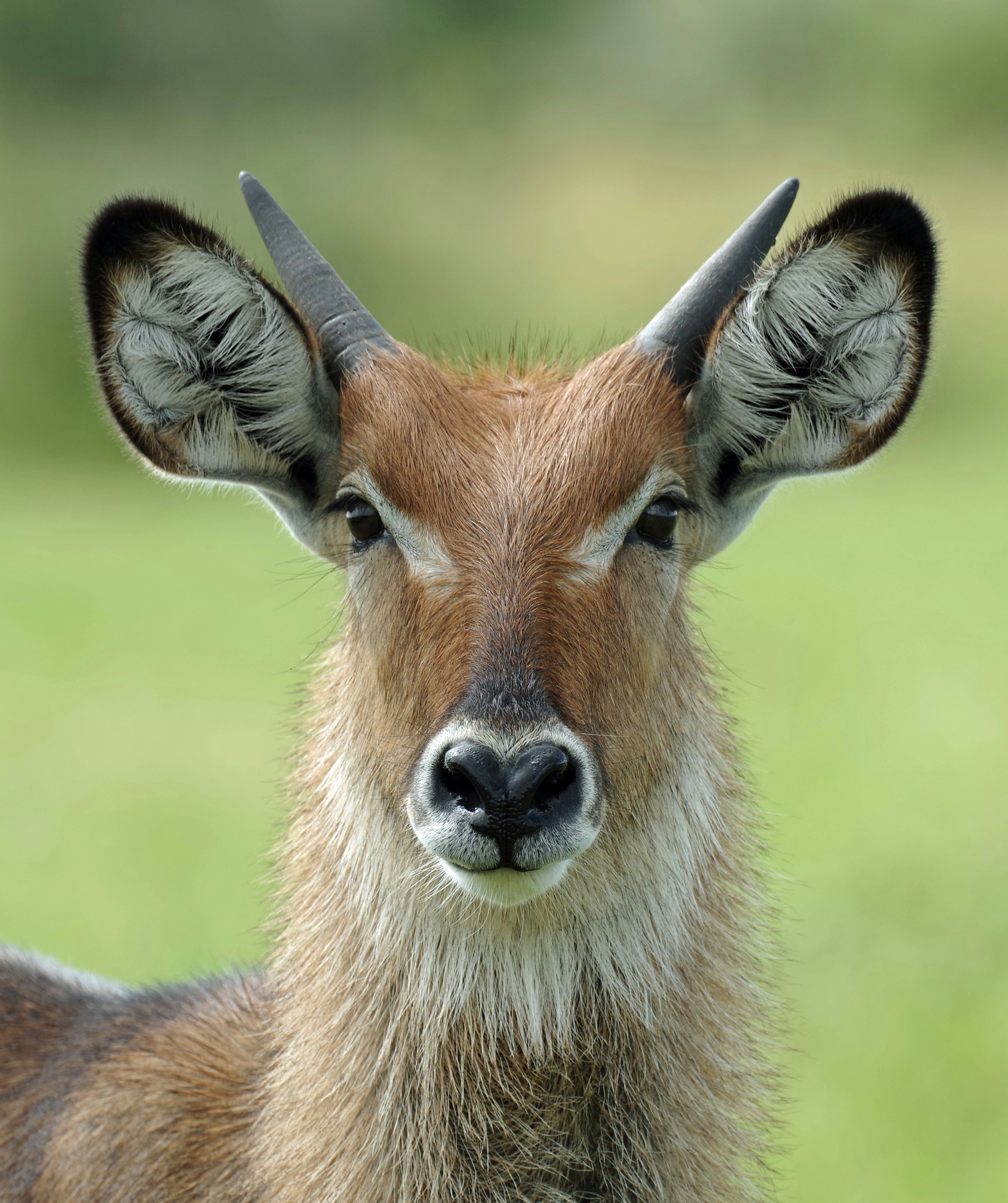 Close-up of a serene impala: a focused gaze in the dappled grass
