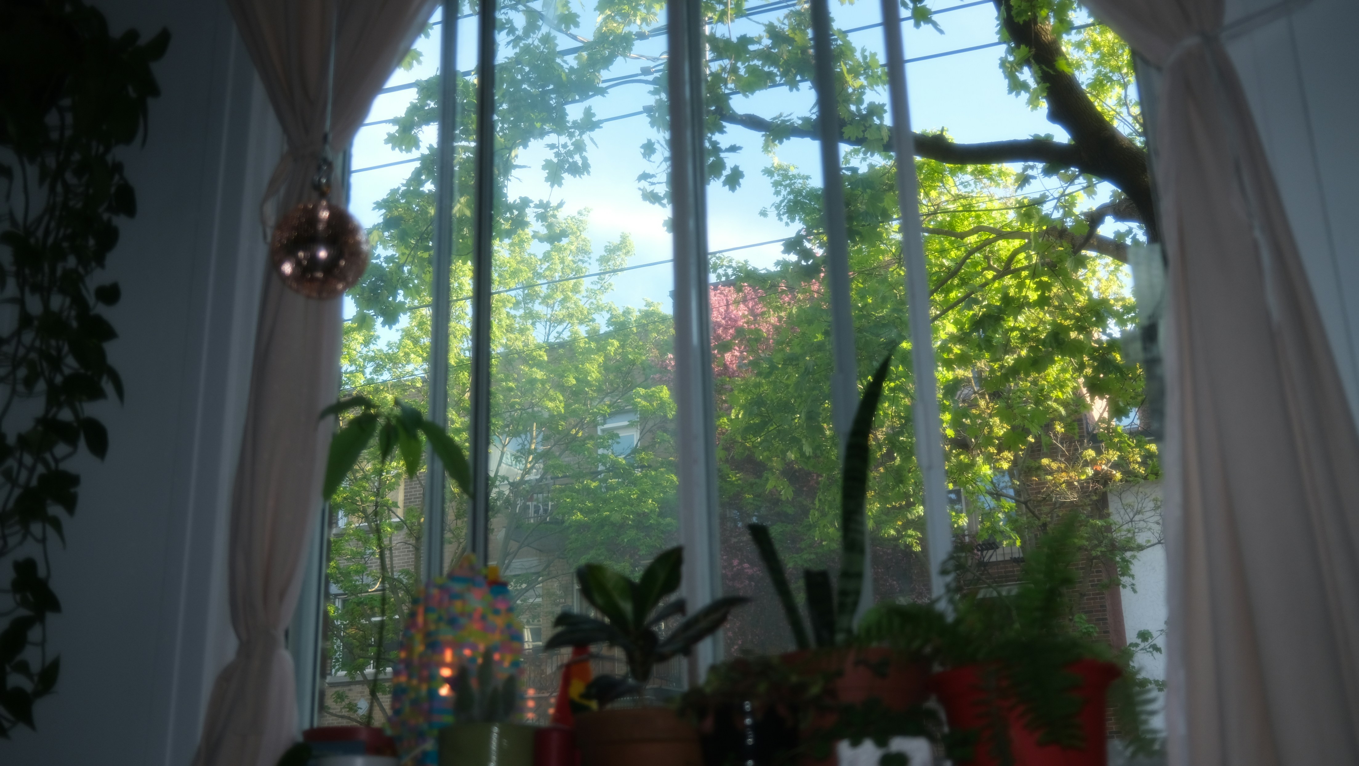 Morning Light Through Glass: Plants Framing a Sunlit Window