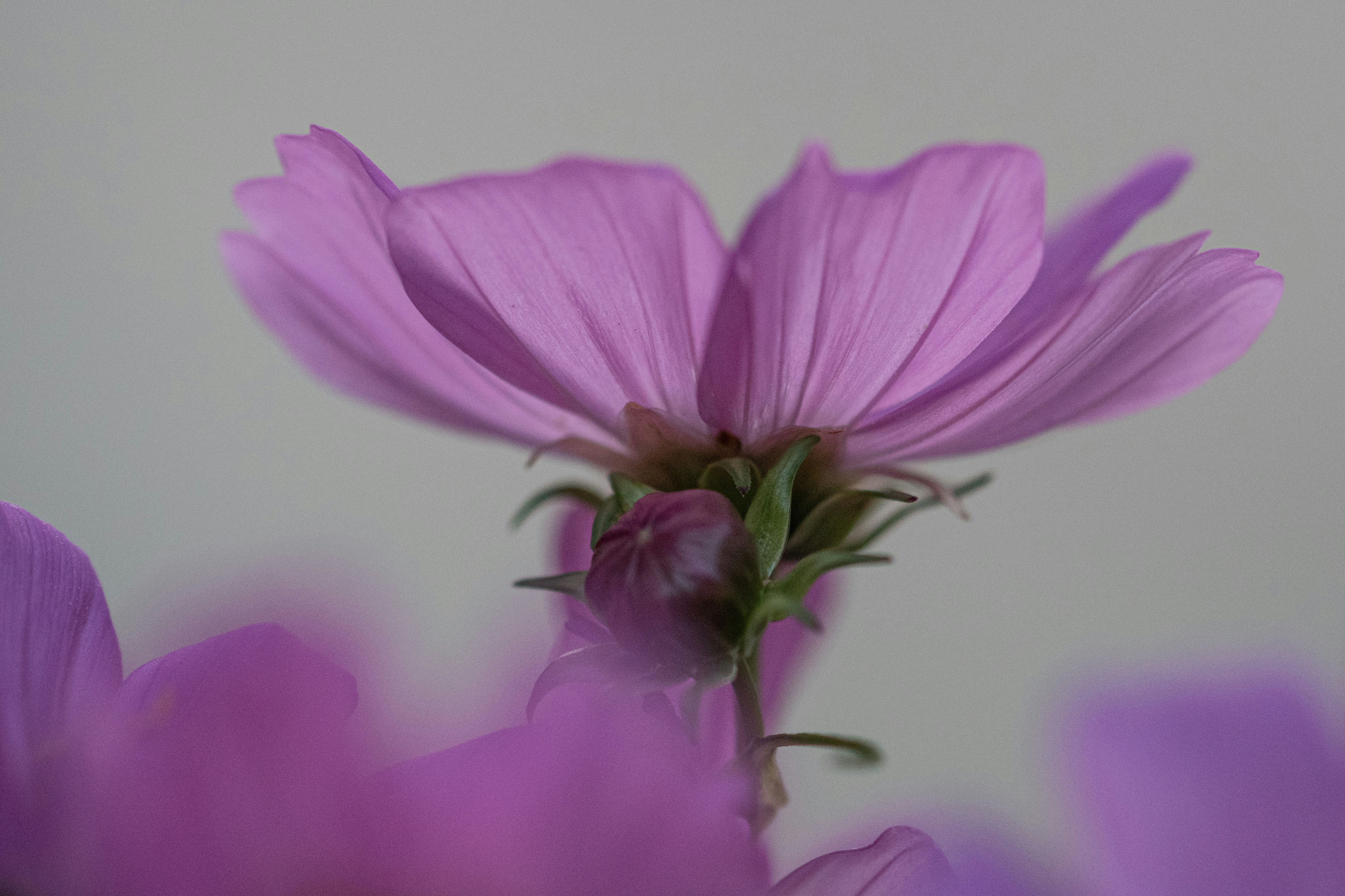 Petal Spotlight: A Pink Cosmos Revealed at the Edge of Focus