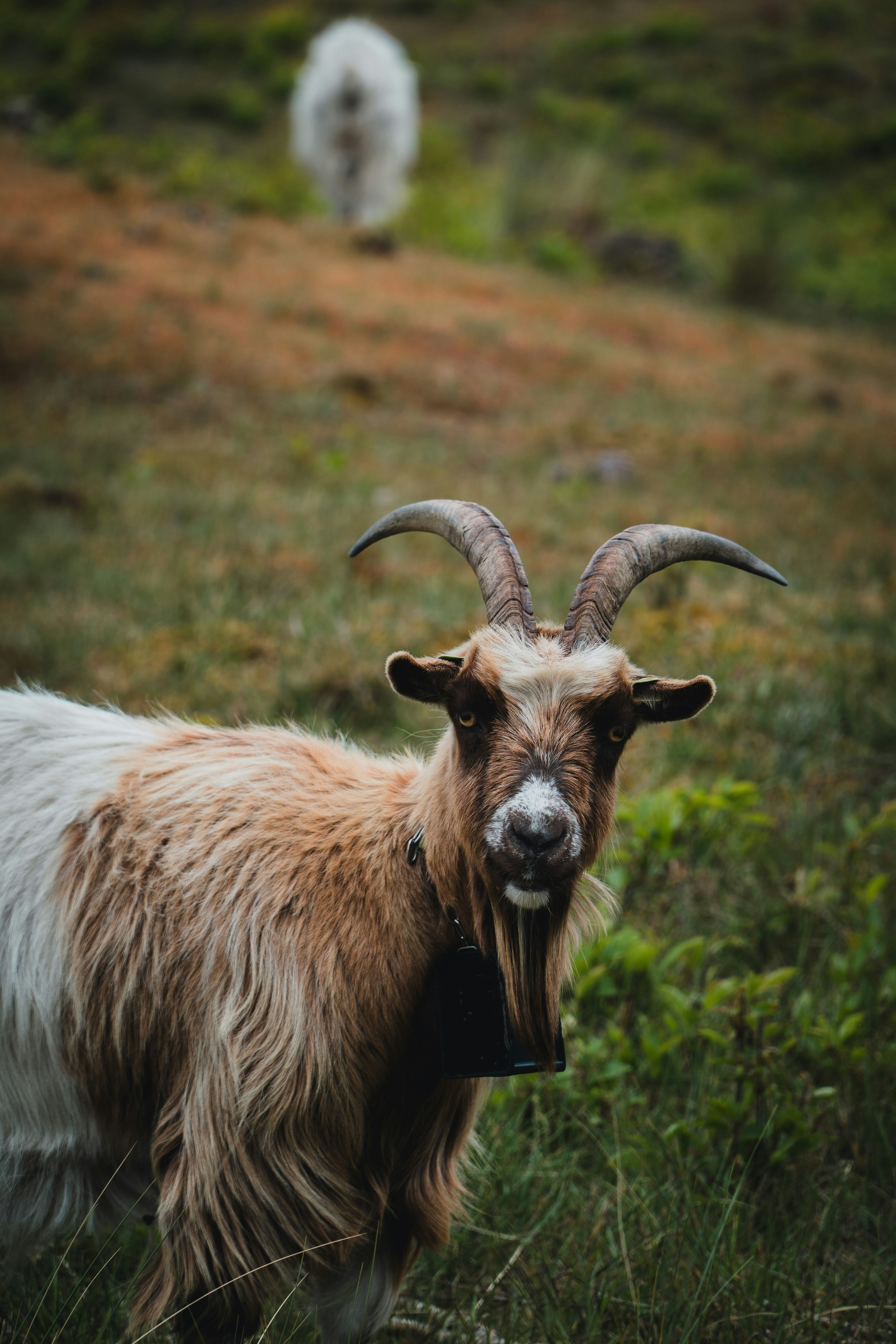 Horns of the Highland Watcher