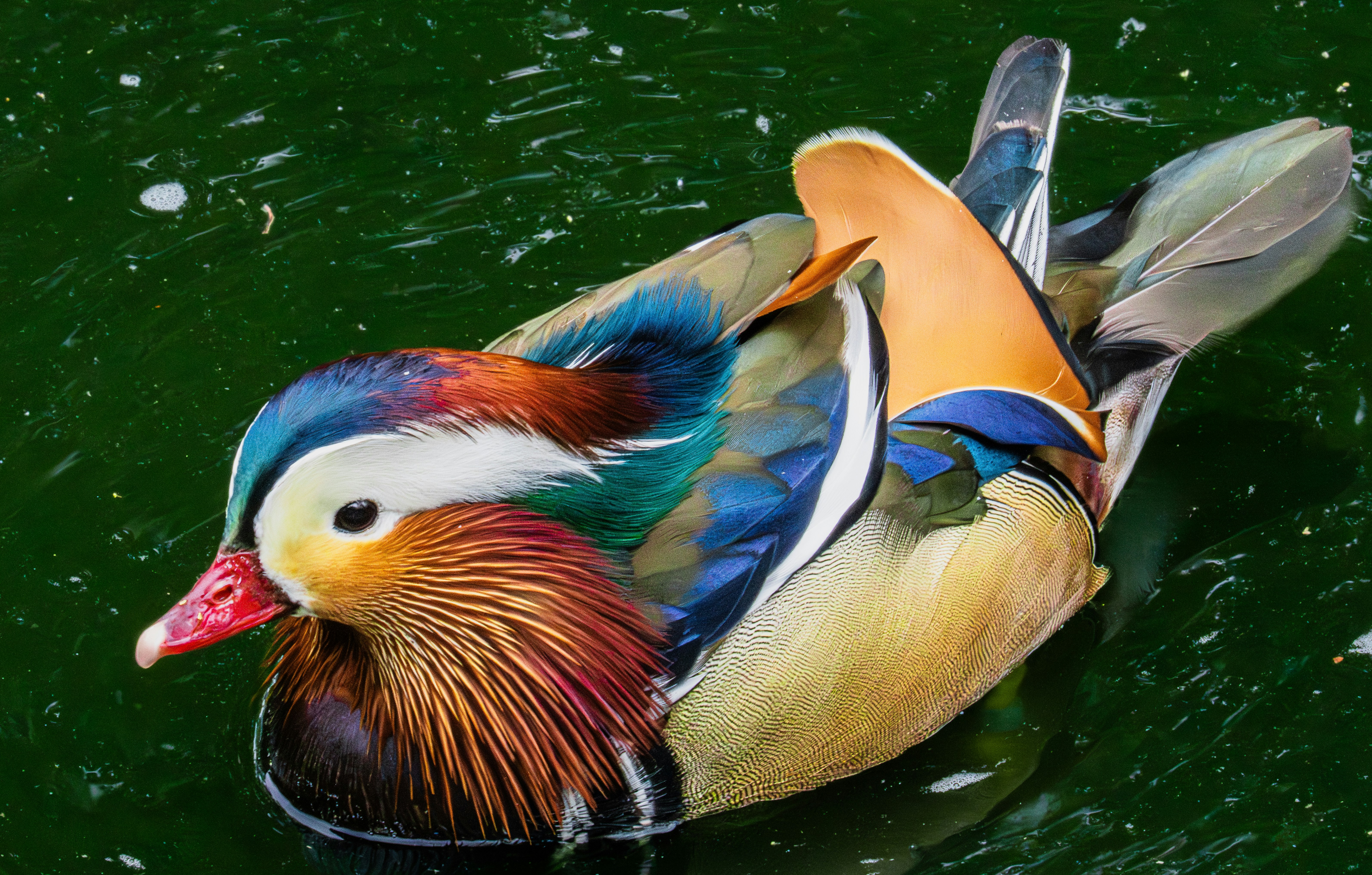 Vivid Mandarin Mandala: A Mandarin Duck in Rich Green Ripples