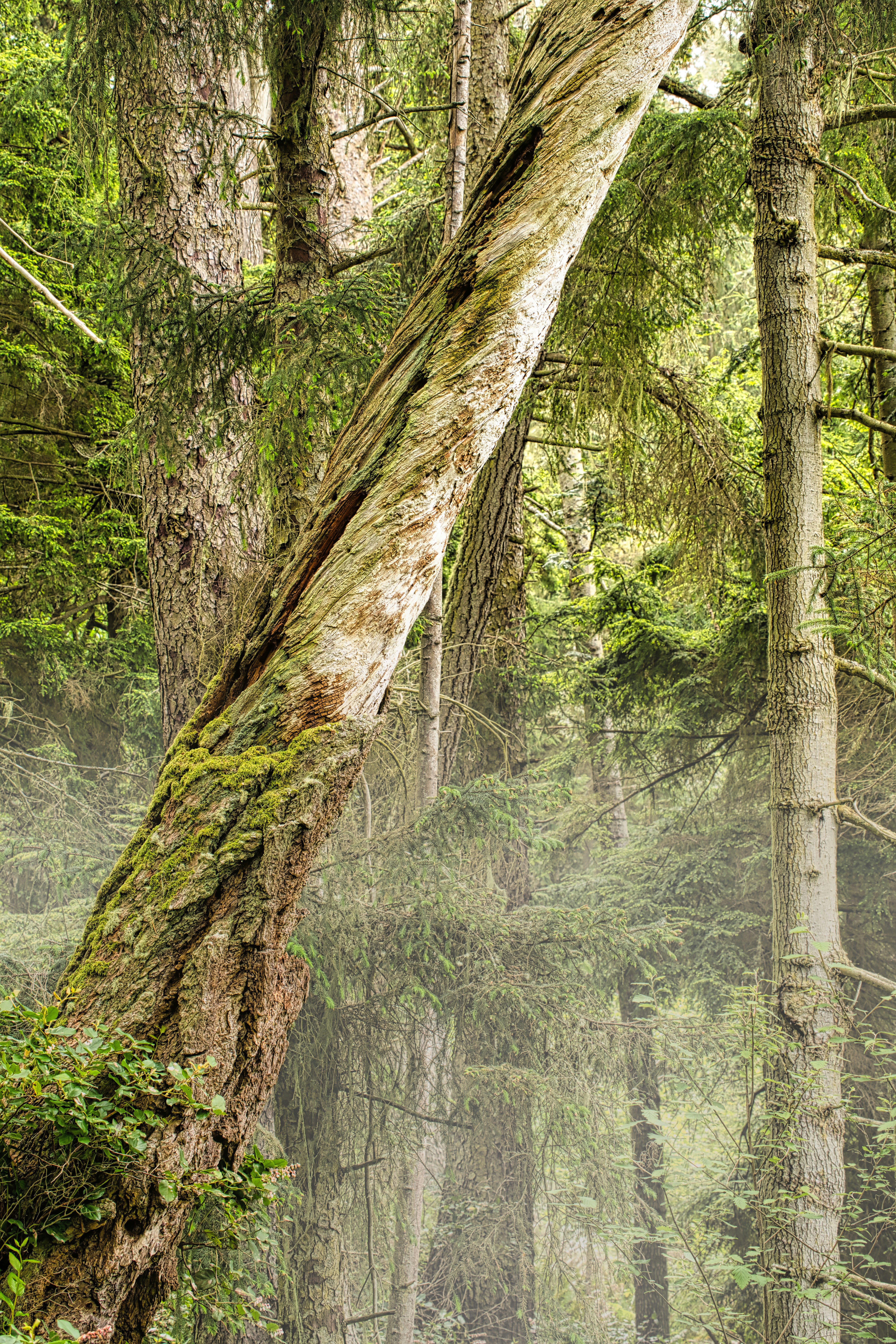 Forest Ledger: A Leaning Trunk Bows to Sunlit Canopy