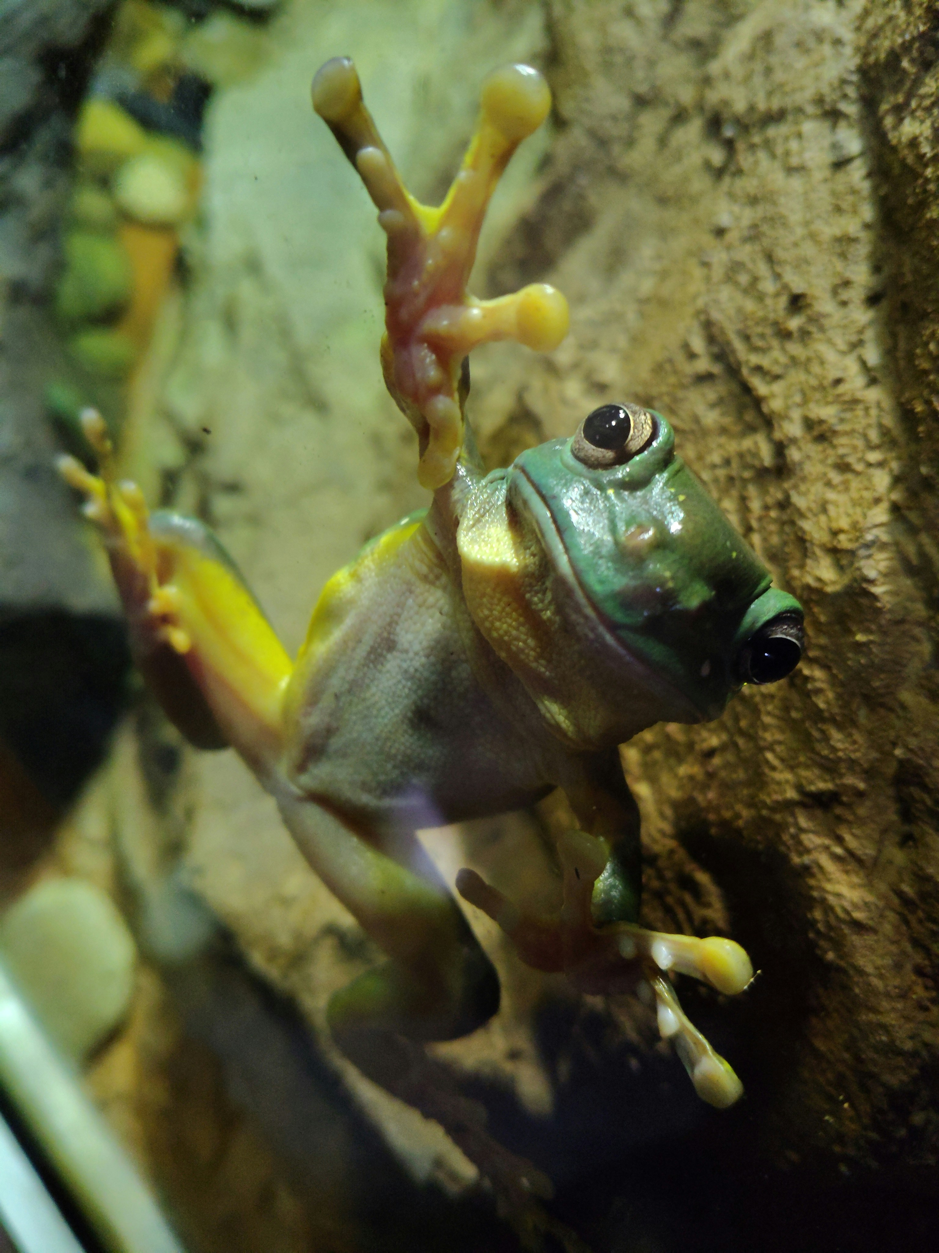 Emerald Darter on a Vined Backdrop: Close-Up of a Tree Frog