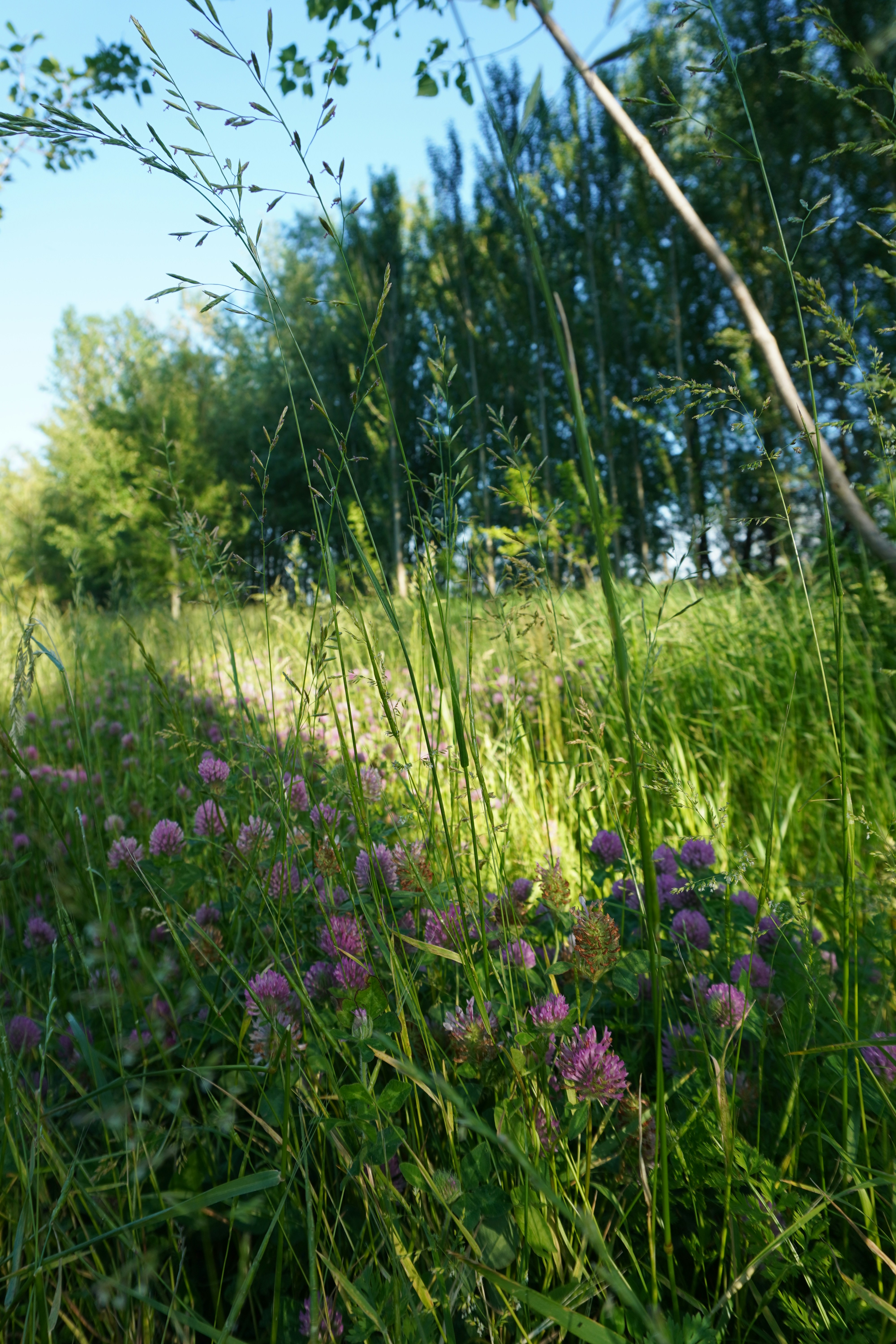 Sunlit Meadow of Purple Heads Amid Tall Grass