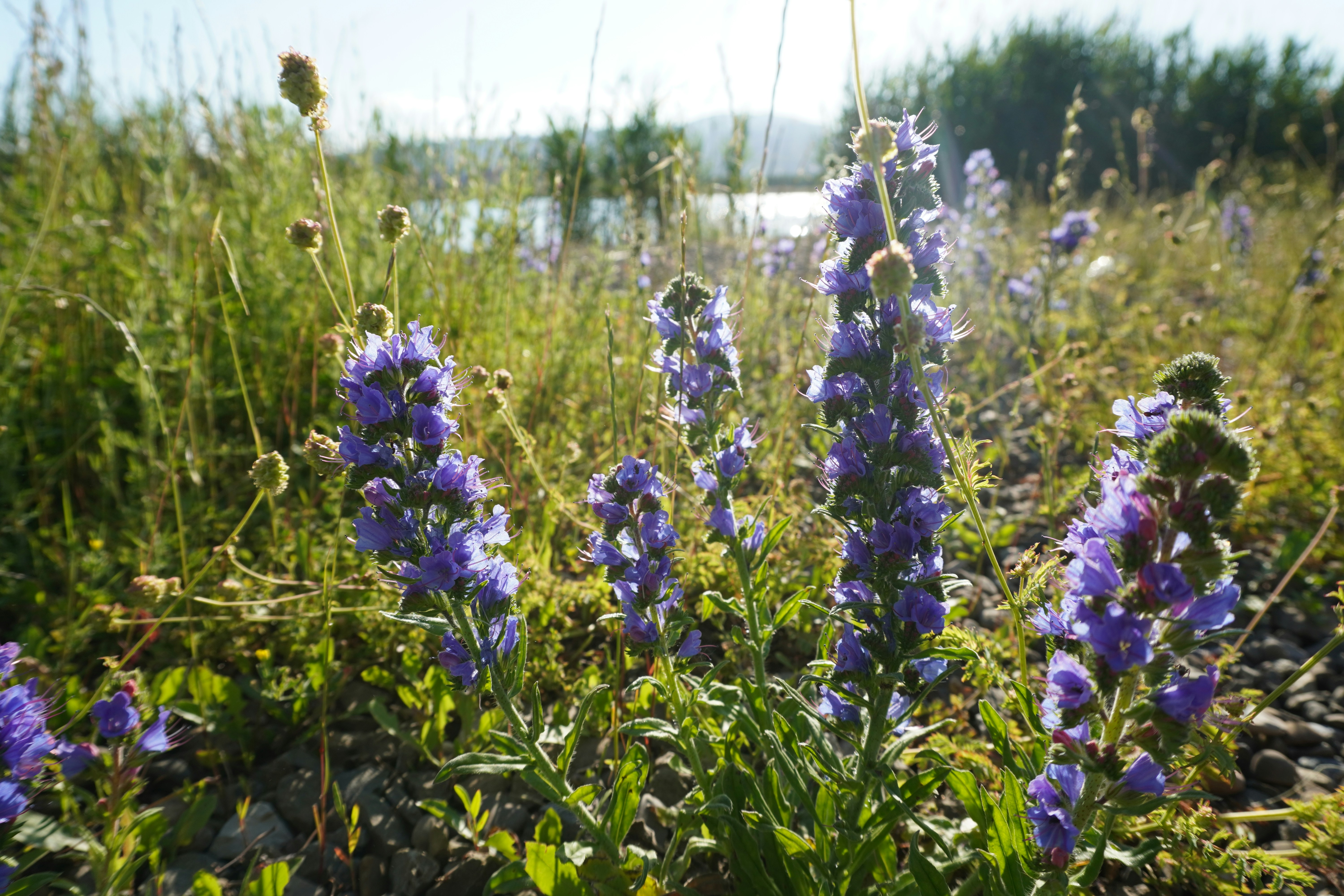 Purple wildflowers reach toward the sun along a breezy lakeside meadow