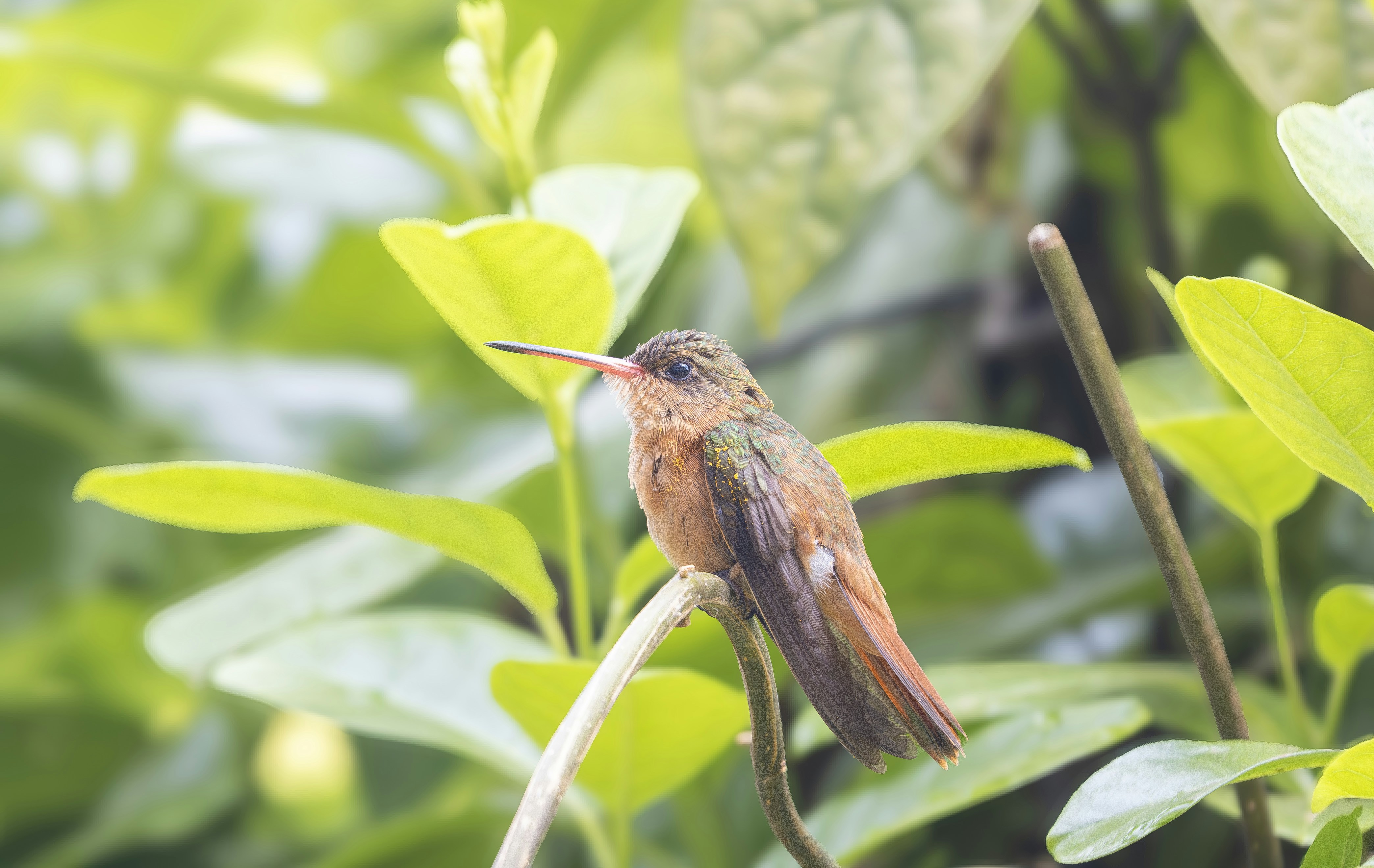 Tiny In-Flight Brilliance: A Hummingbird Perched Among Verdant Greens