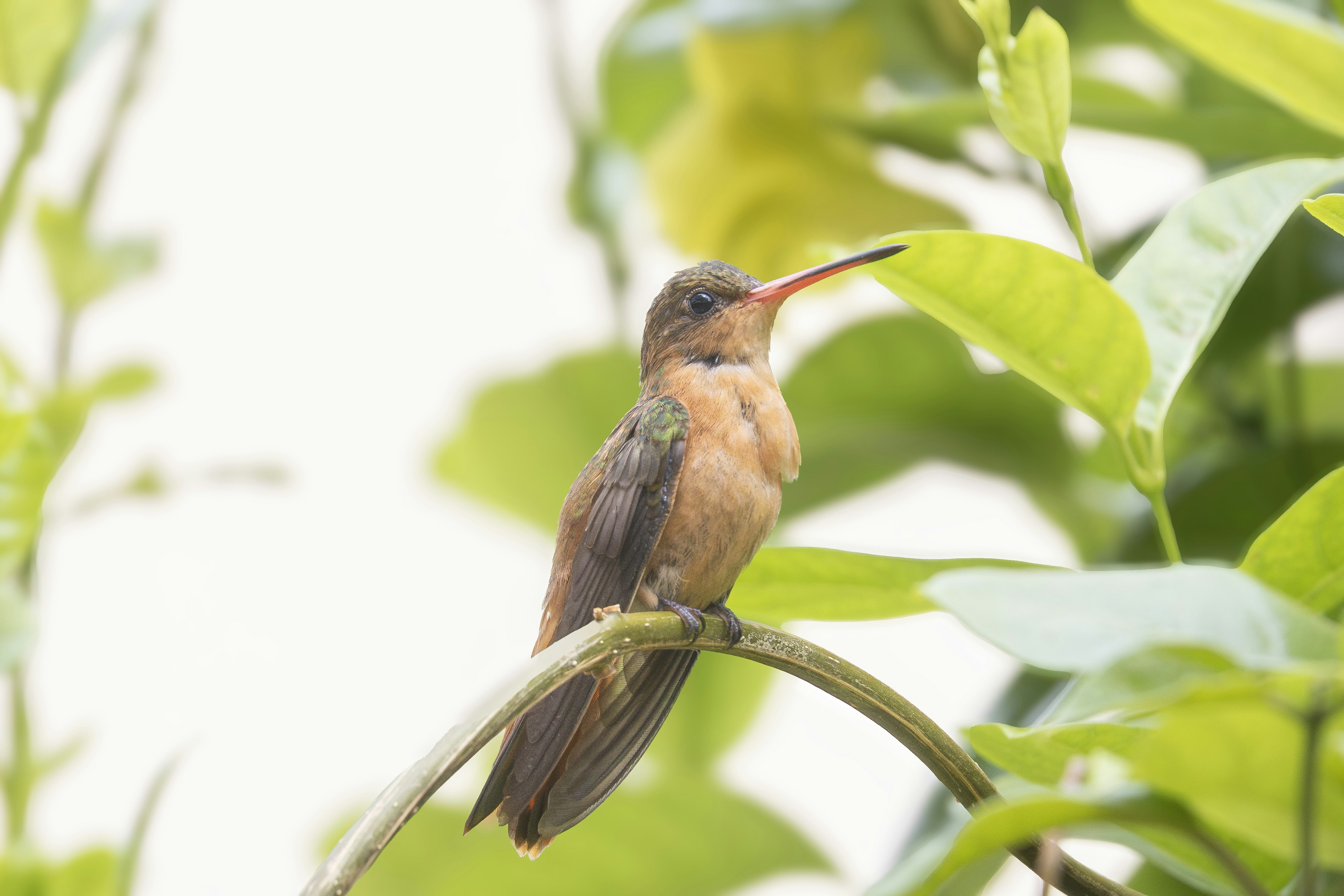 Hummingbird Perched on a Curved Branch Amid Bright Green Foliage