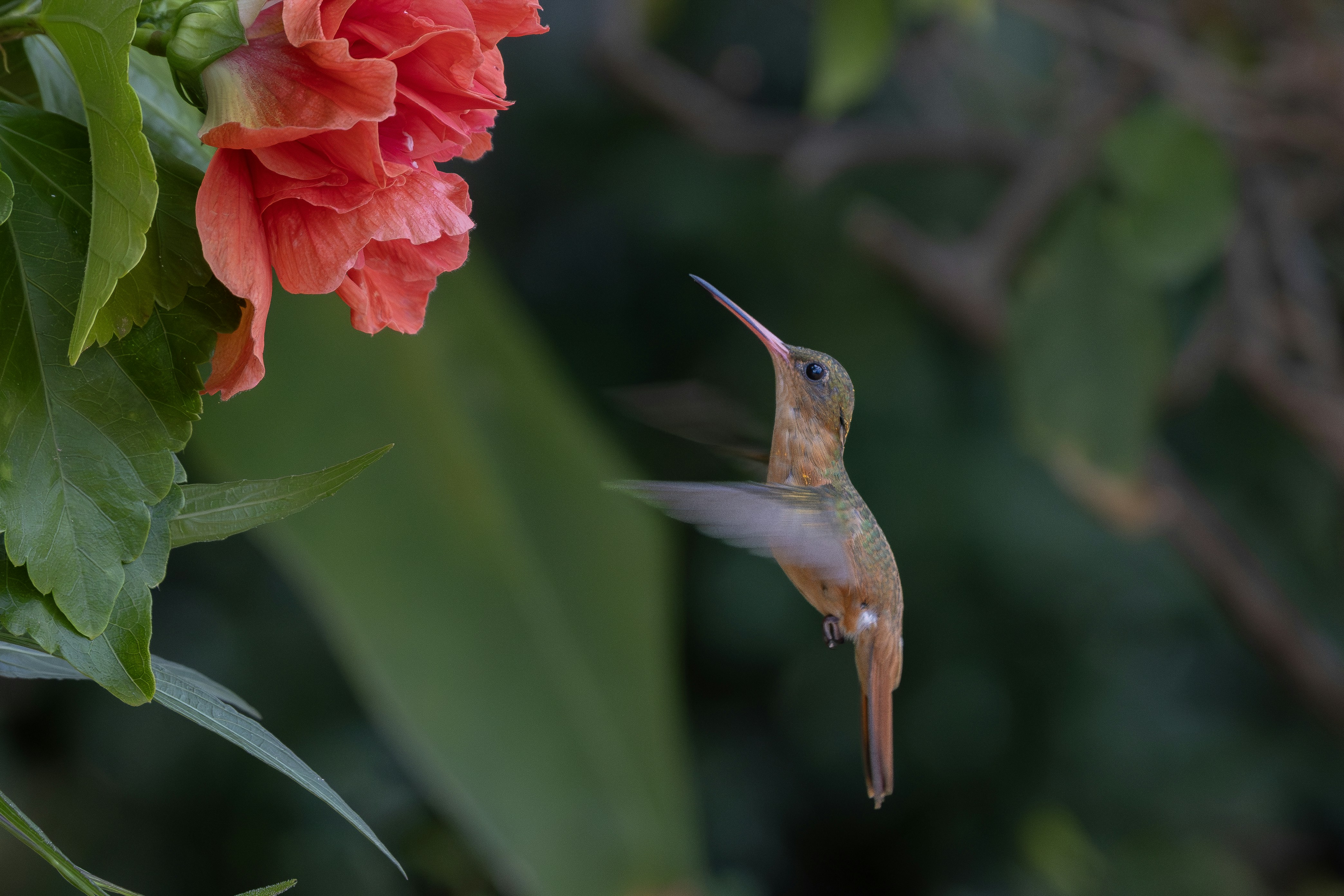 Hummingbird Near a Coral Bloom in Dense Foliage