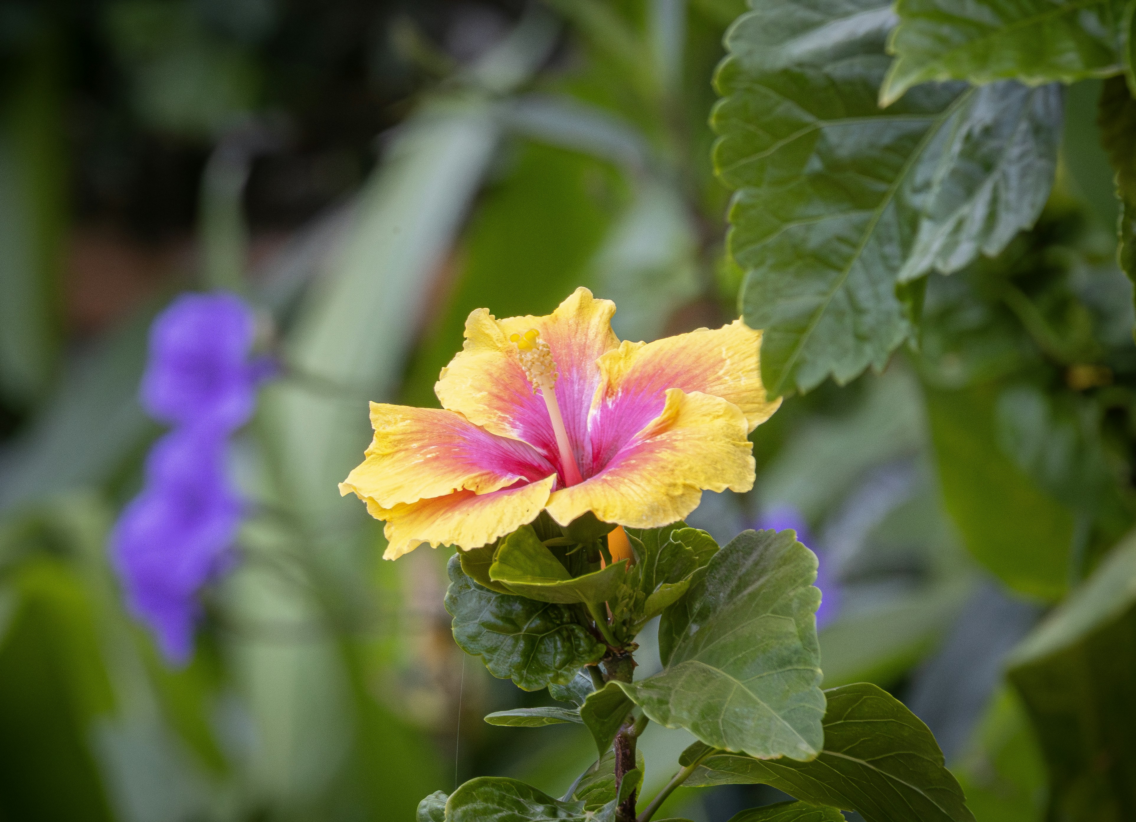 Sunlit Hibiscus Bloom Anchoring a Quiet Garden Scene