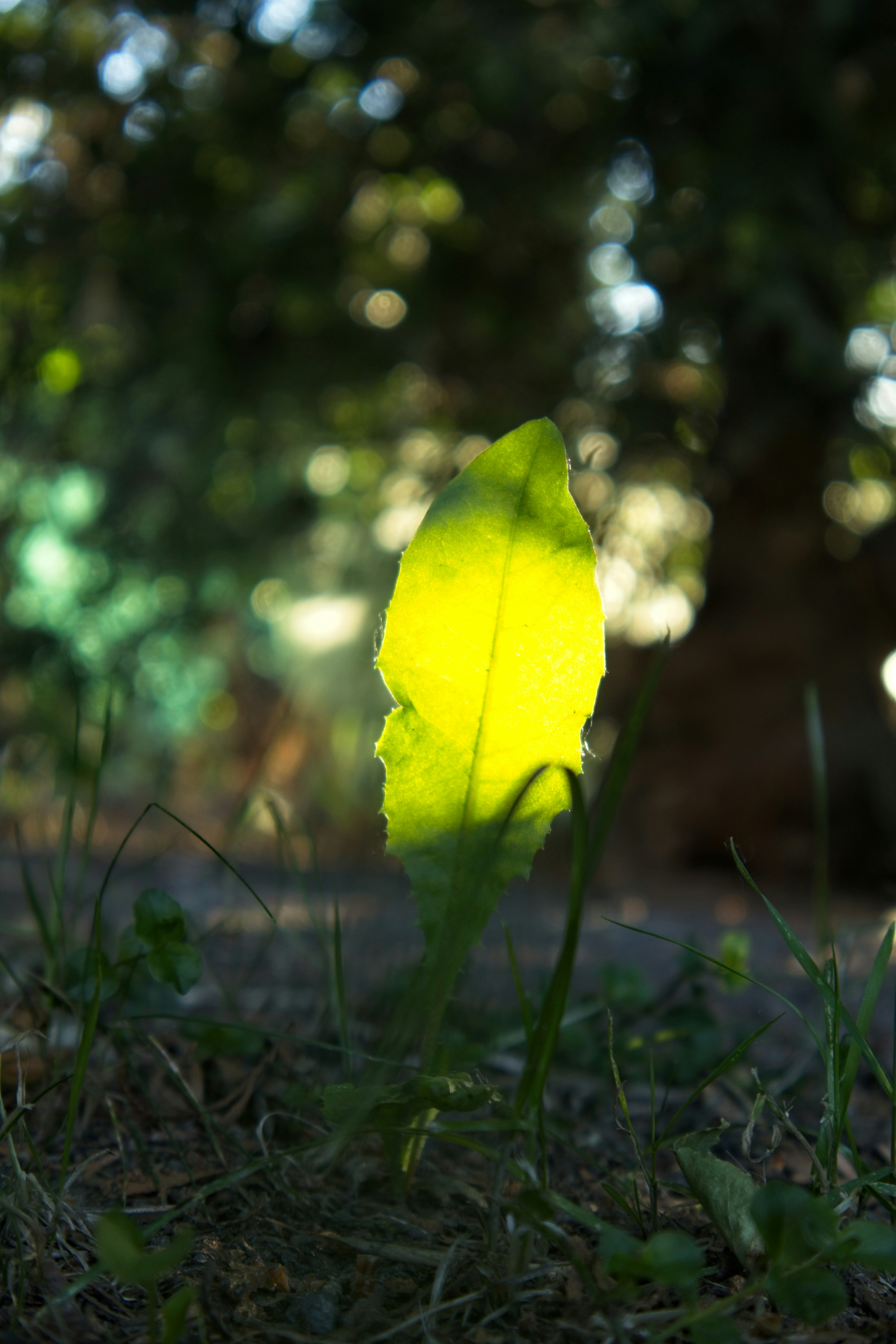 Luminous leaf rising from the shade