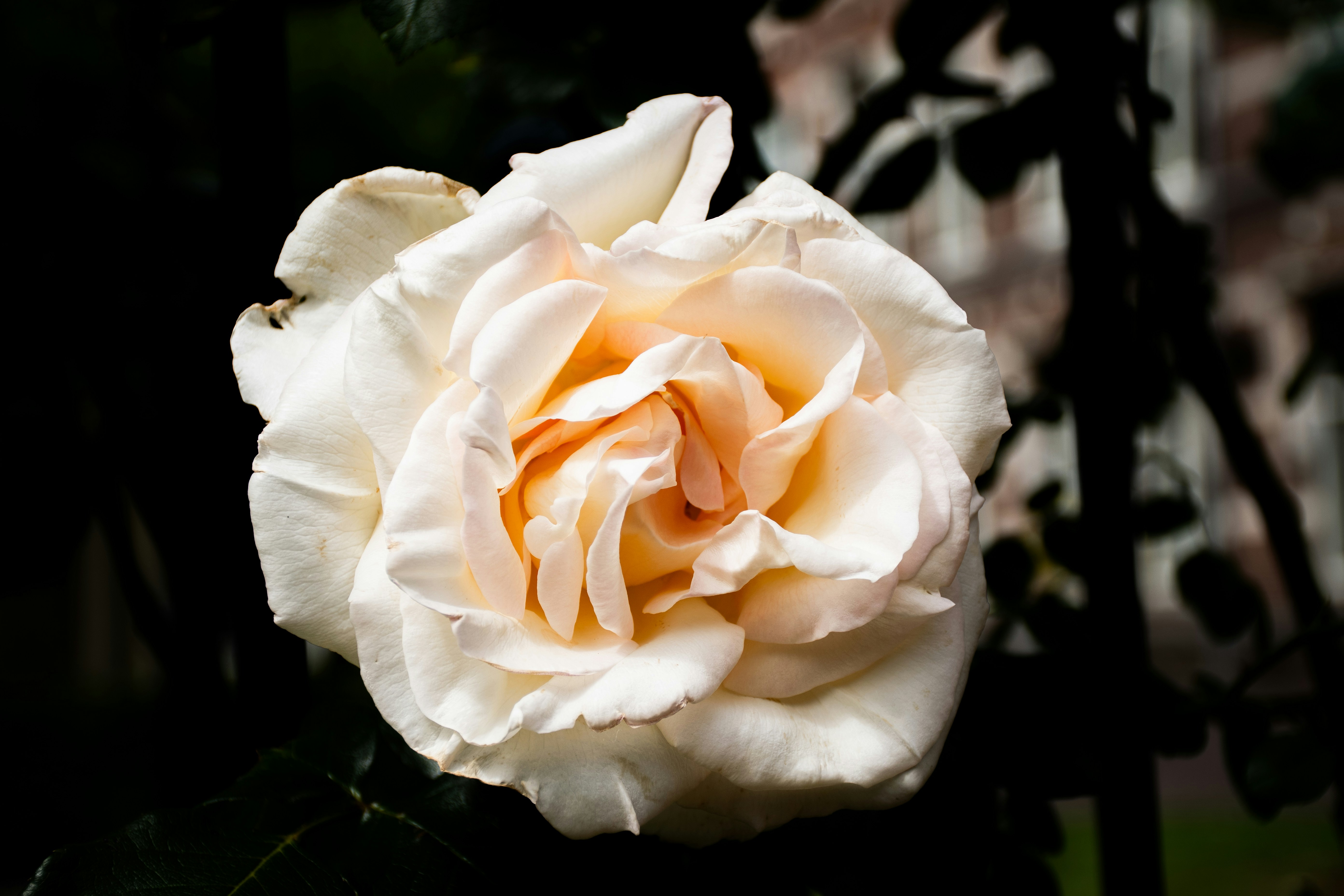 Soft Halo: A Close-Up of a Cream-White Rose Bloom