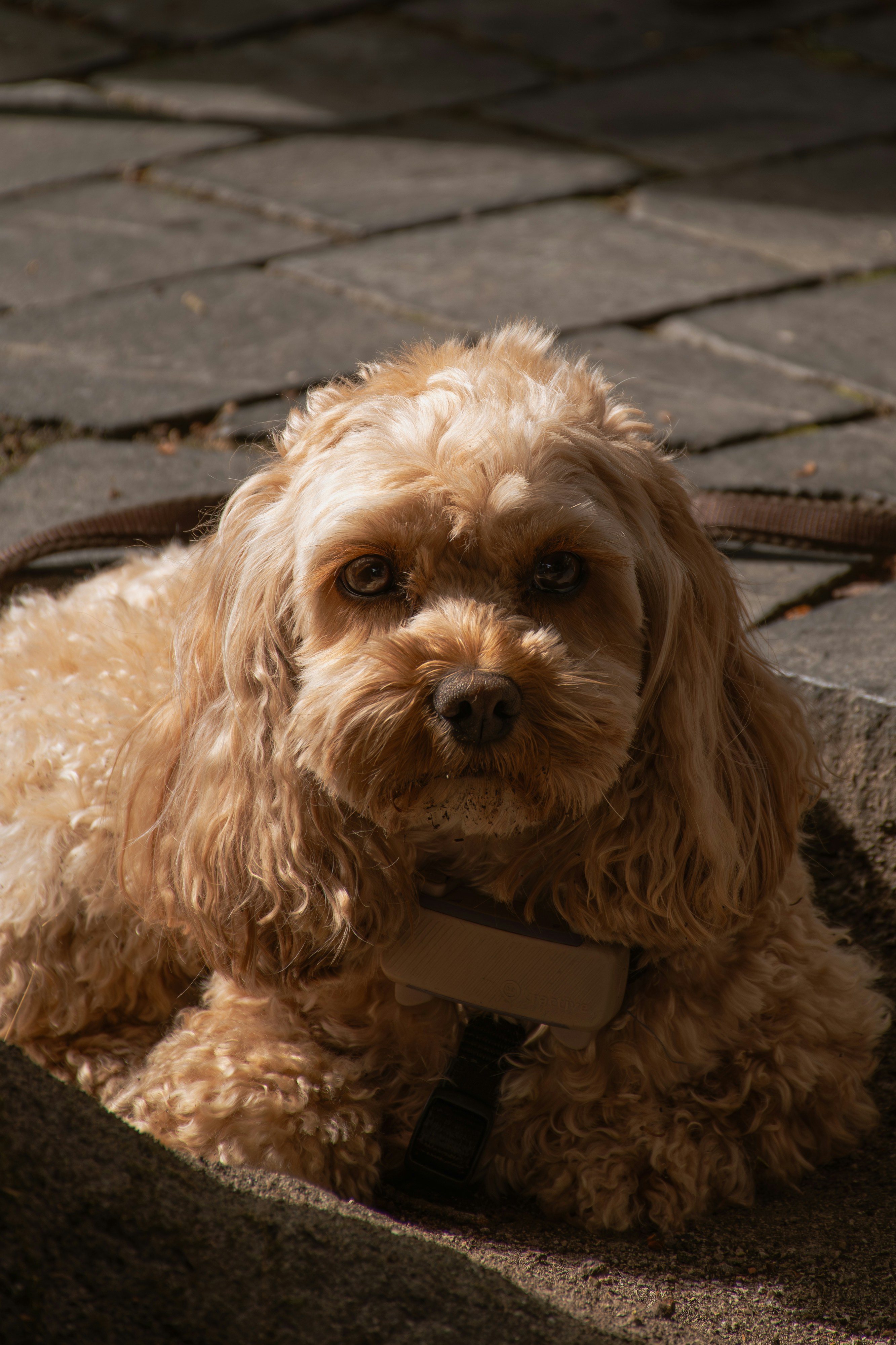 Cozy Pup Resting in Warm Sunlight on Stone Steps