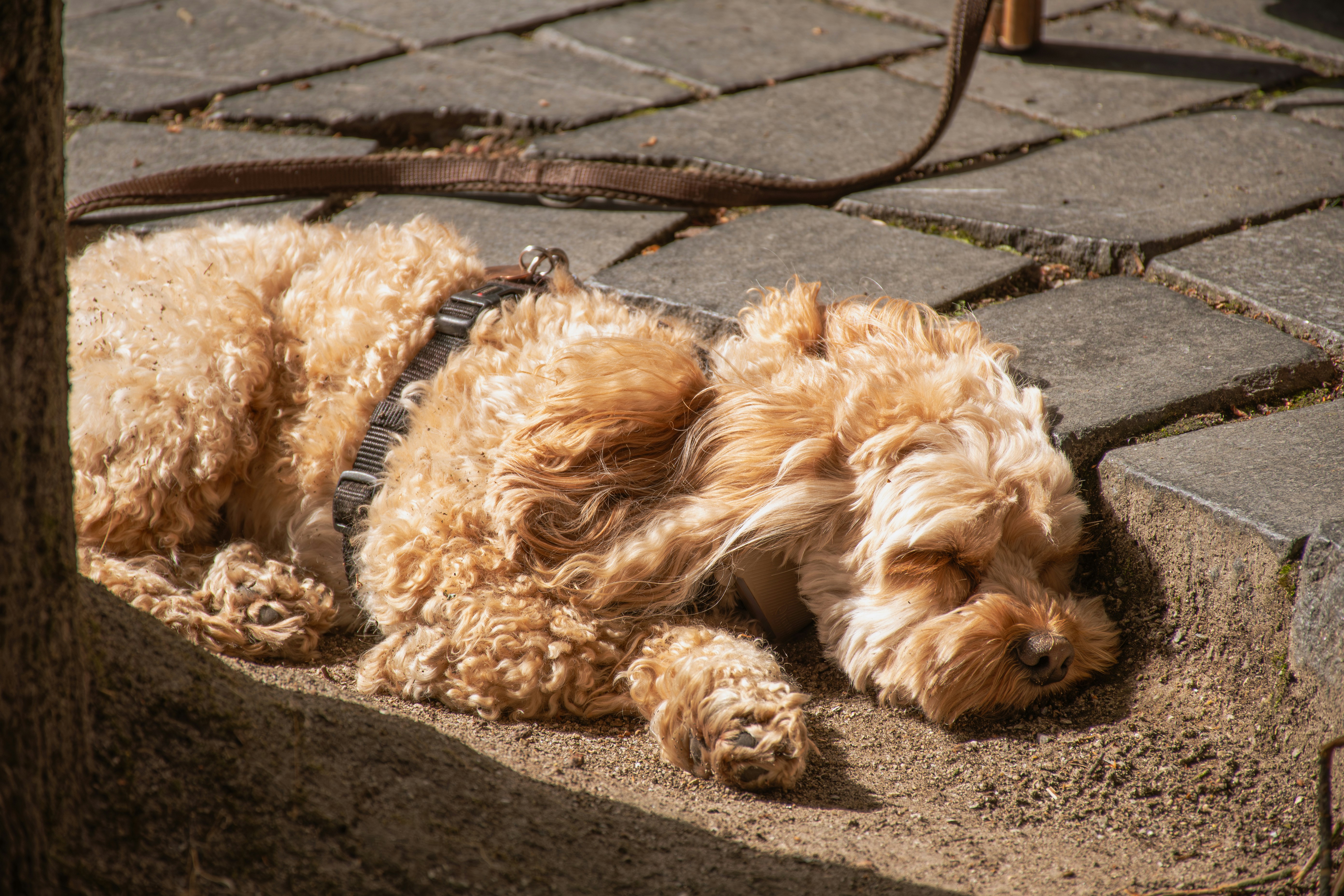 Sunlit Labrador Retriever Resting in a Pebble-Cordered Garden Bed