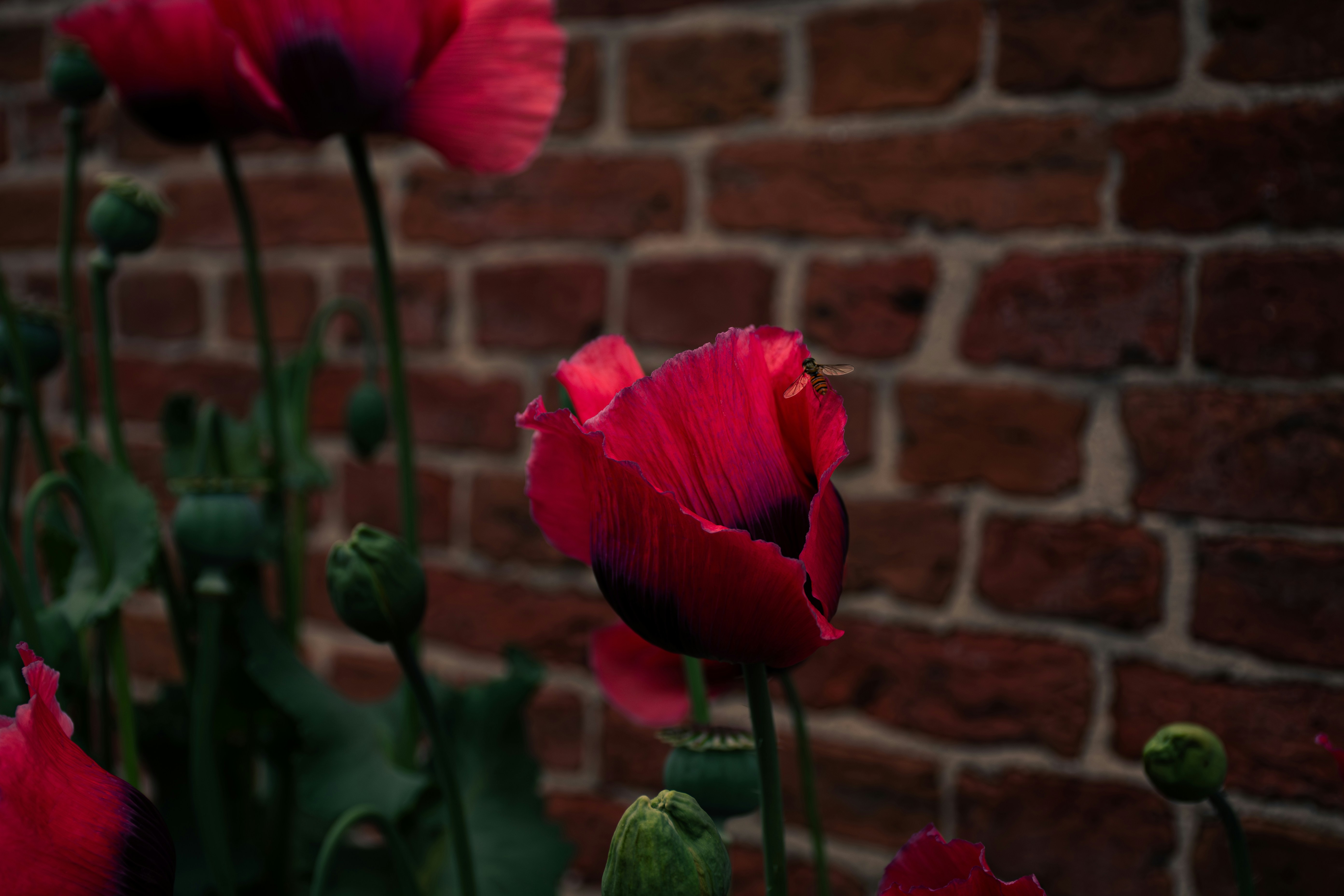 Red Petals Against a Bricked Backdrop