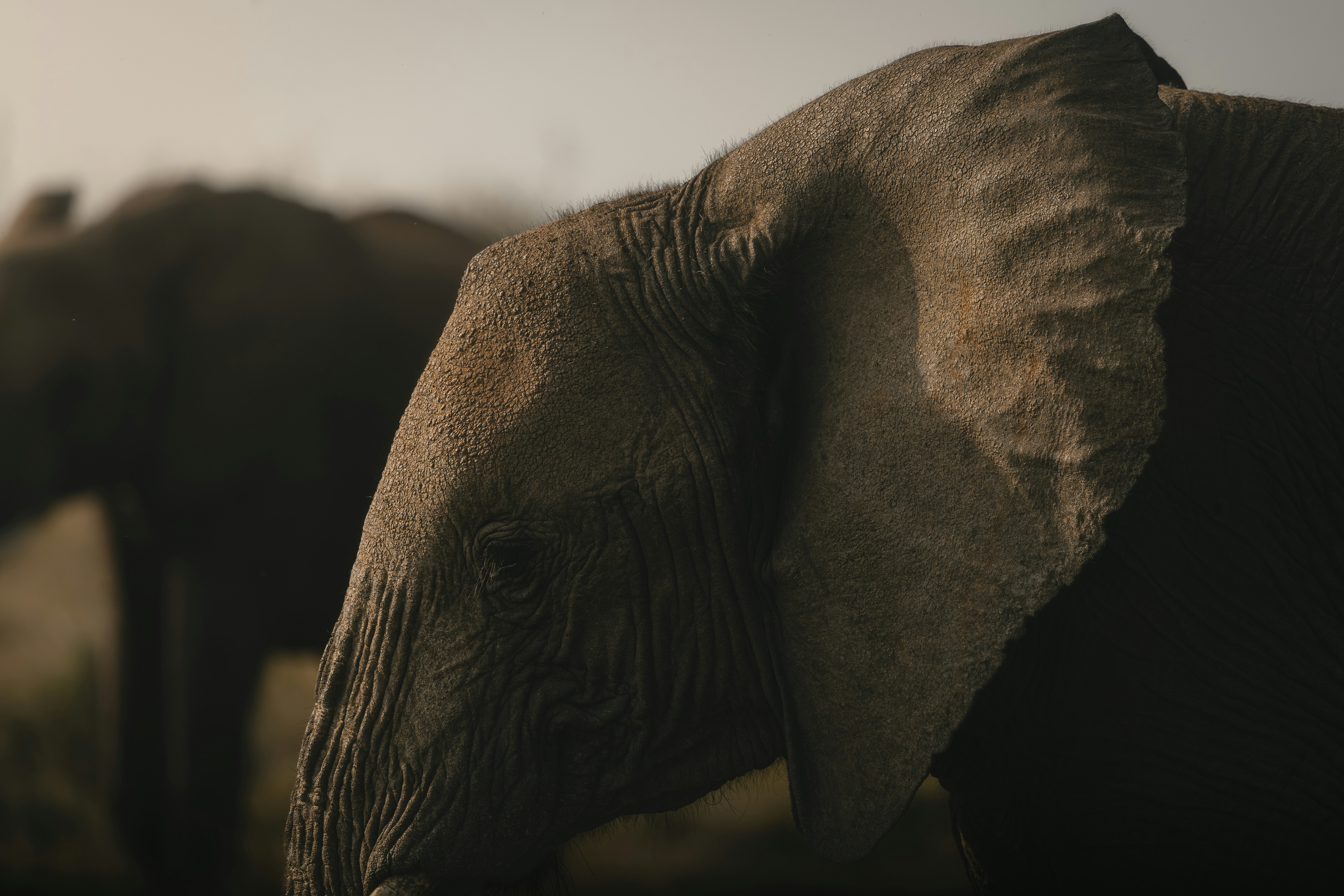 Majestic Ear and Trunk in Soft Evening Light