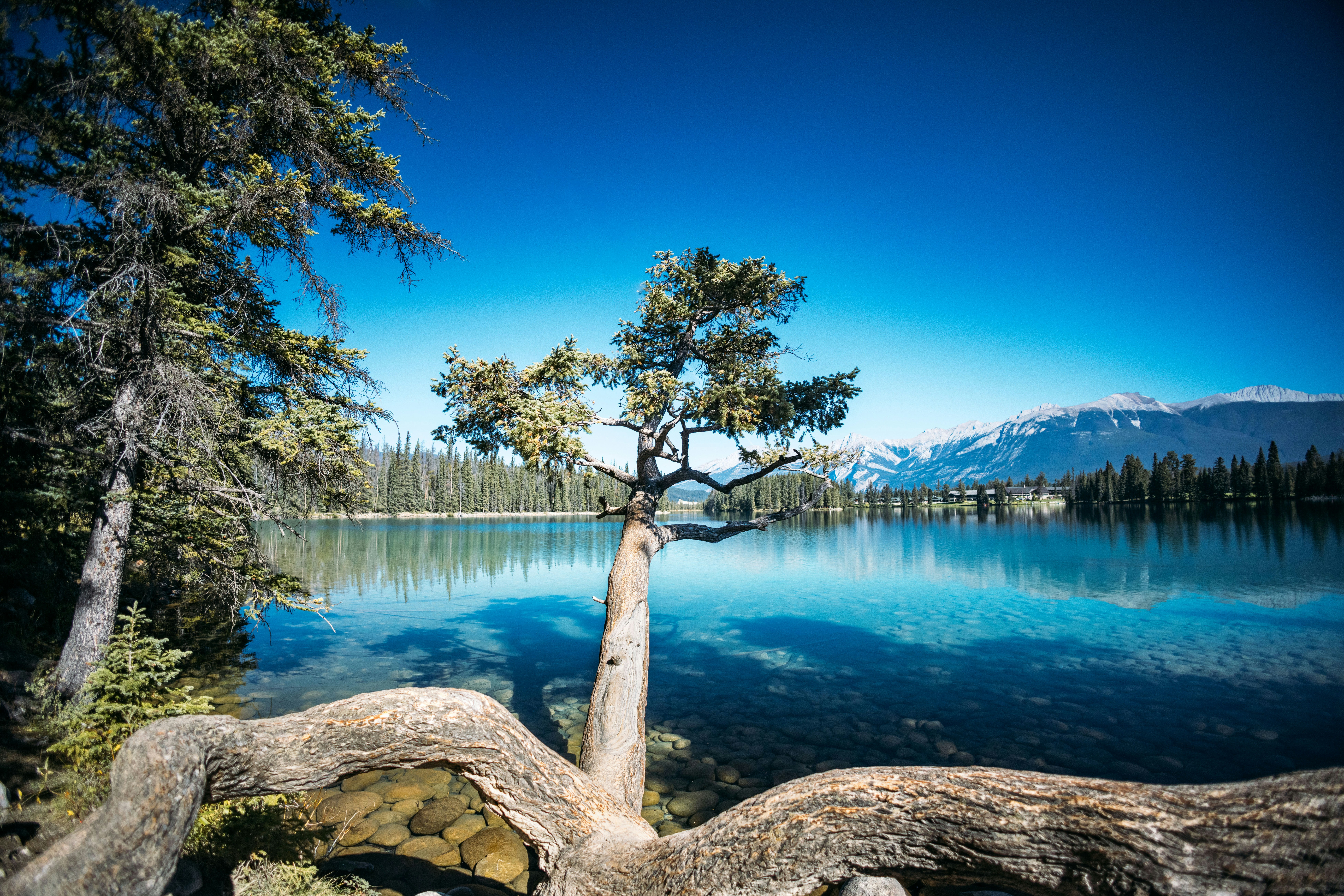 Agnostic Lone Tree at Water's Edge under a Cerulean Sky