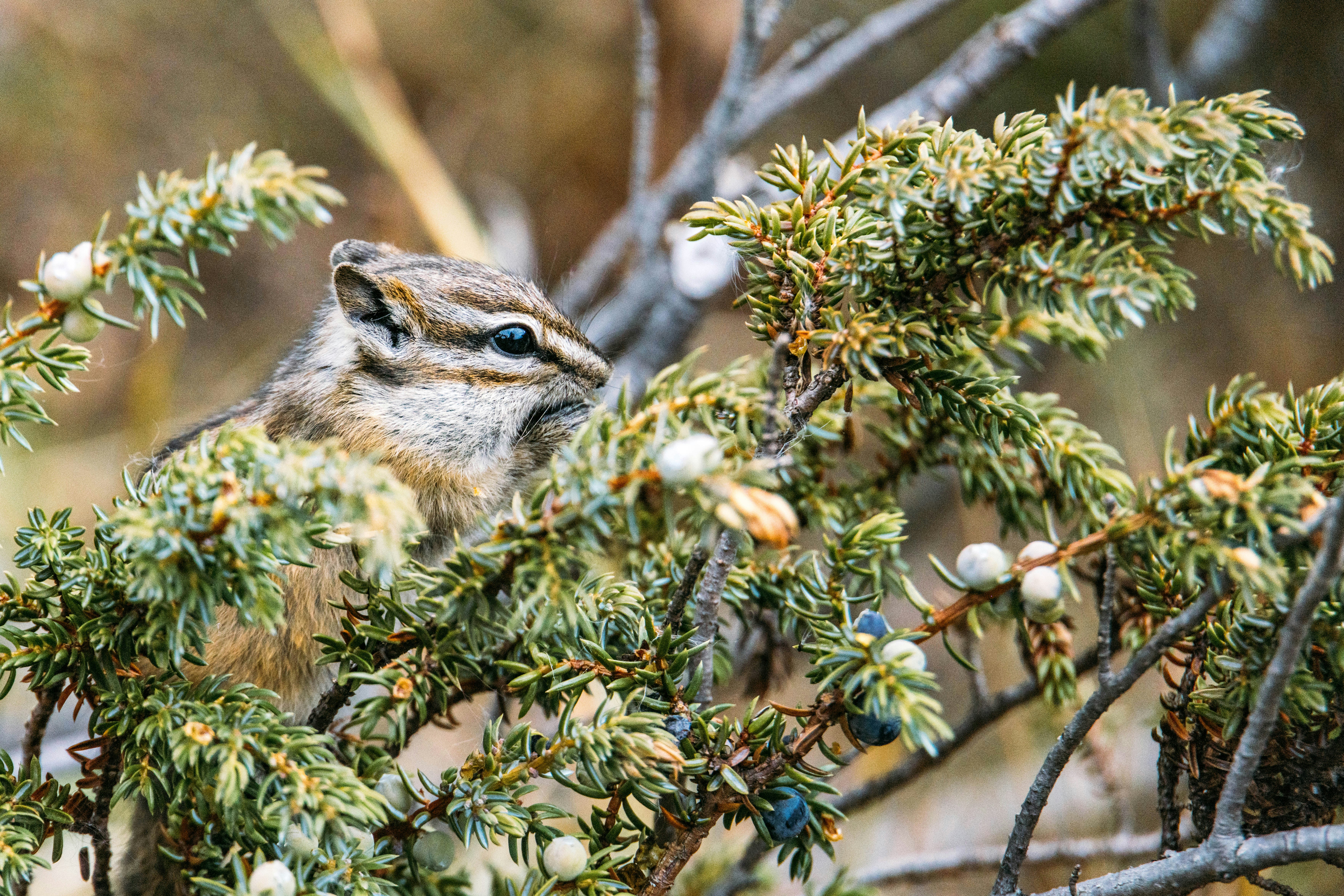 Hidden Meadow Sentry: A Chipmunk among Coastal Pines
