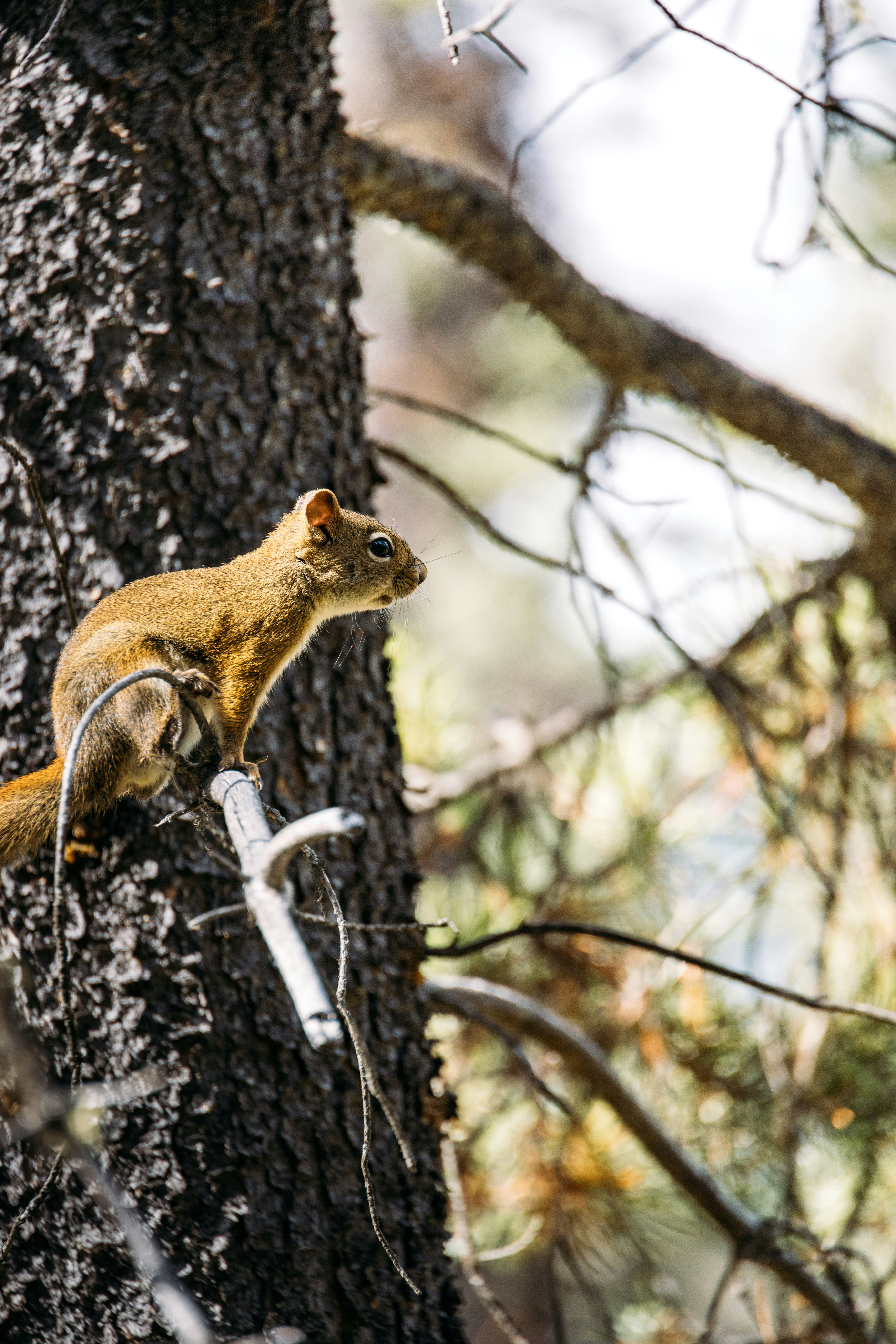 Squirrel Perched on a Weathered Branch Beside a Pine Trunk