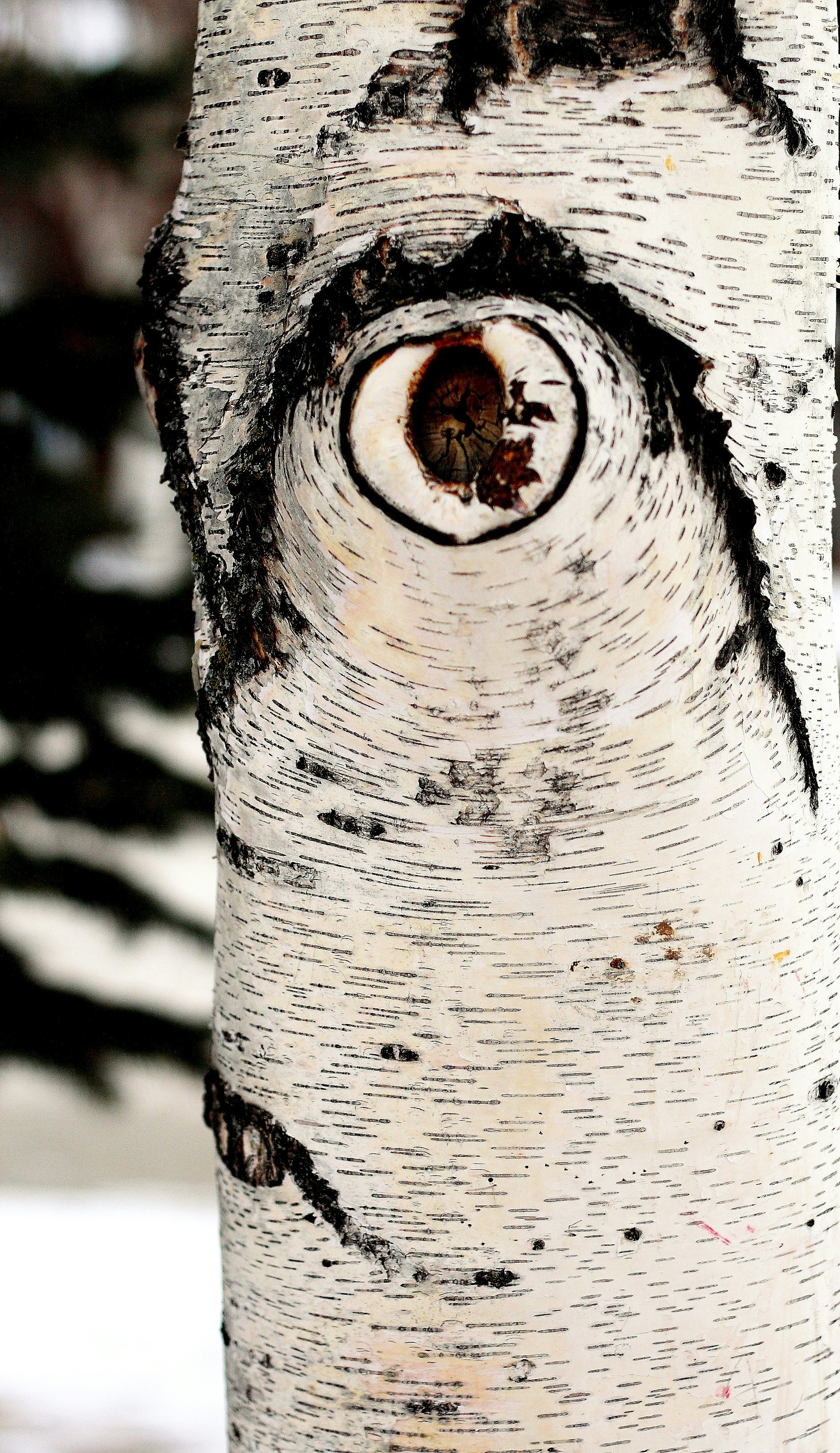 Gaze of the Birch: A Close-Up on a Circled Eye in Bark