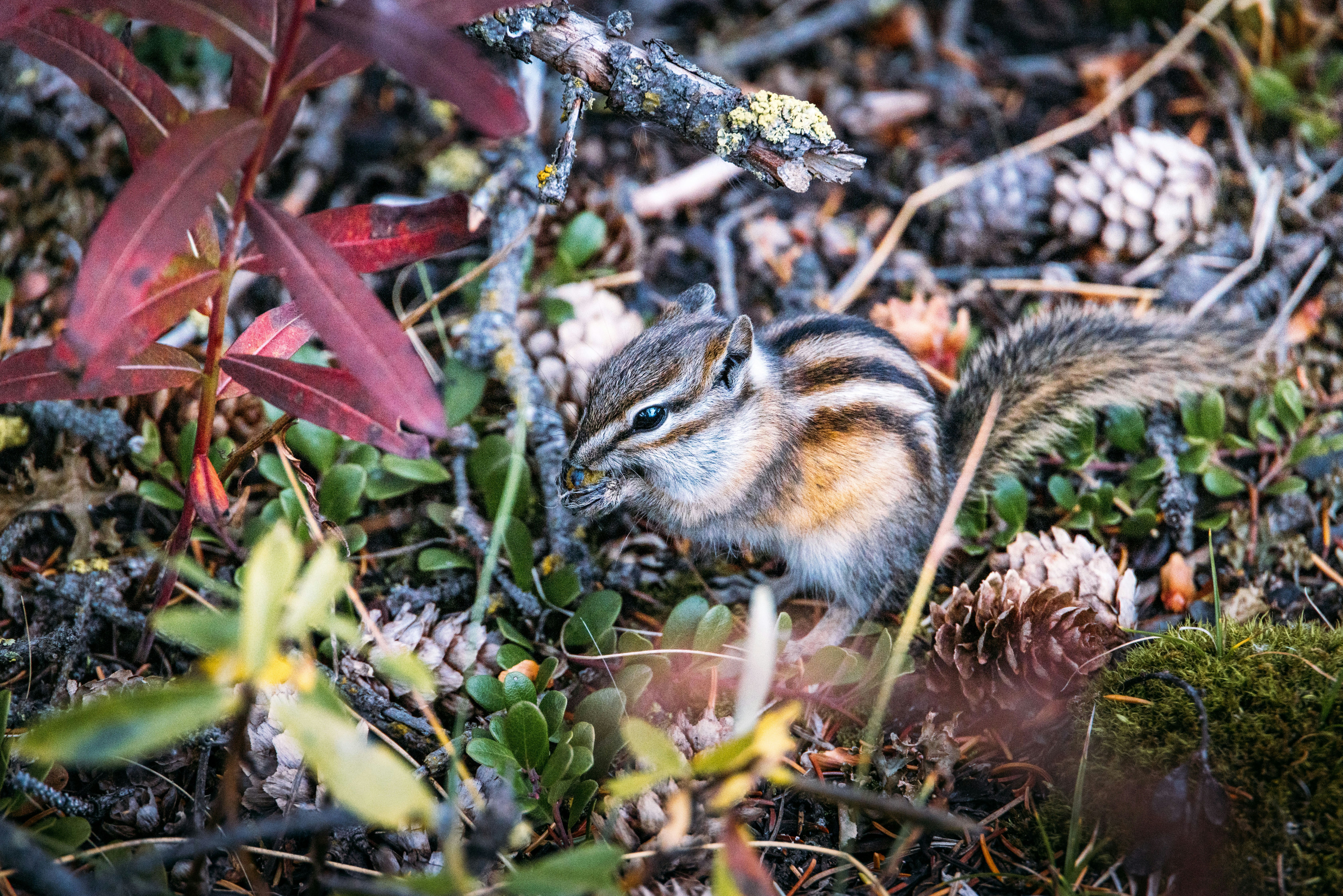 Hidden Nut-Hunter in a Mossy Underbrush