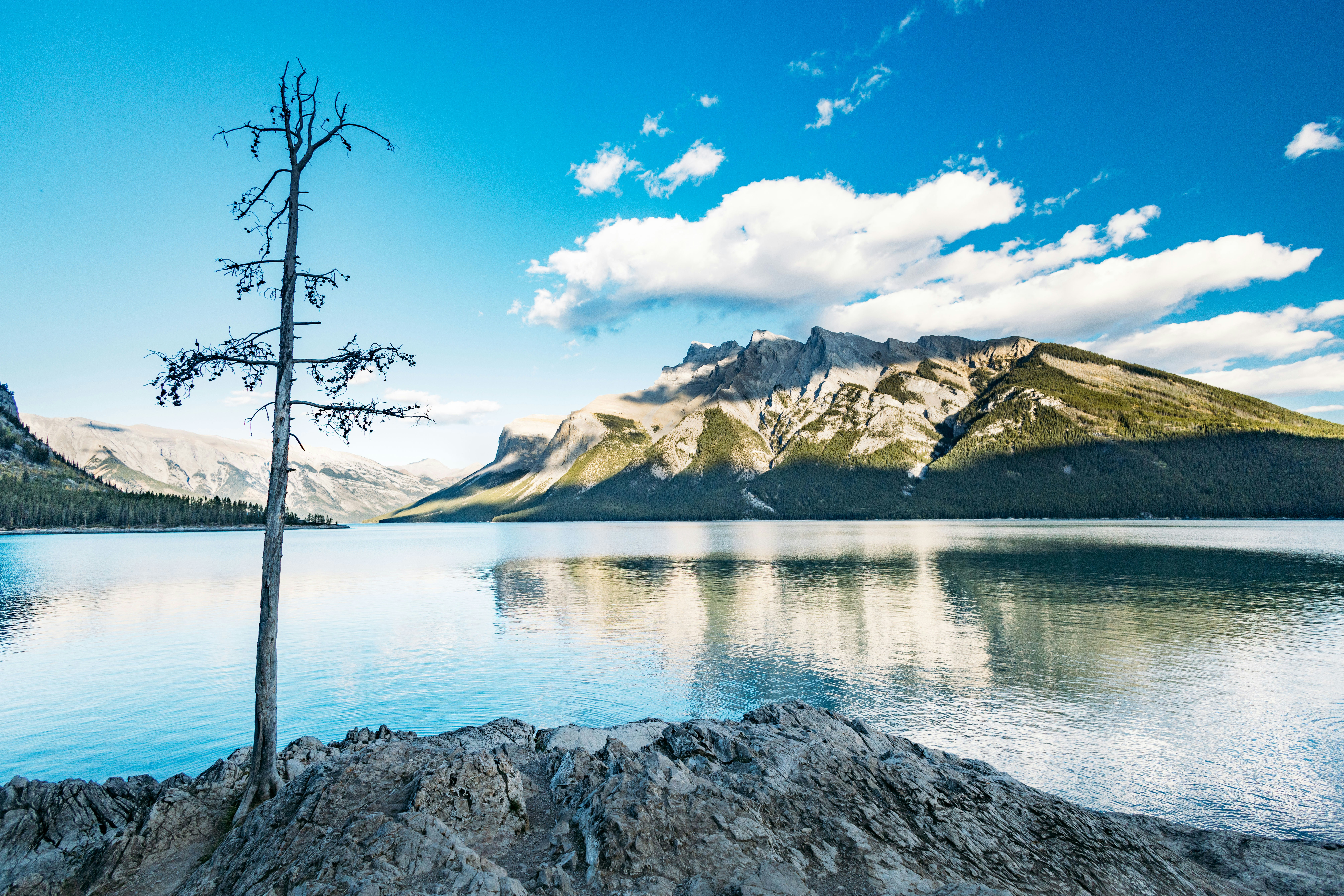 Lone tree by the tranquil alpine lake beneath sunlit peaks