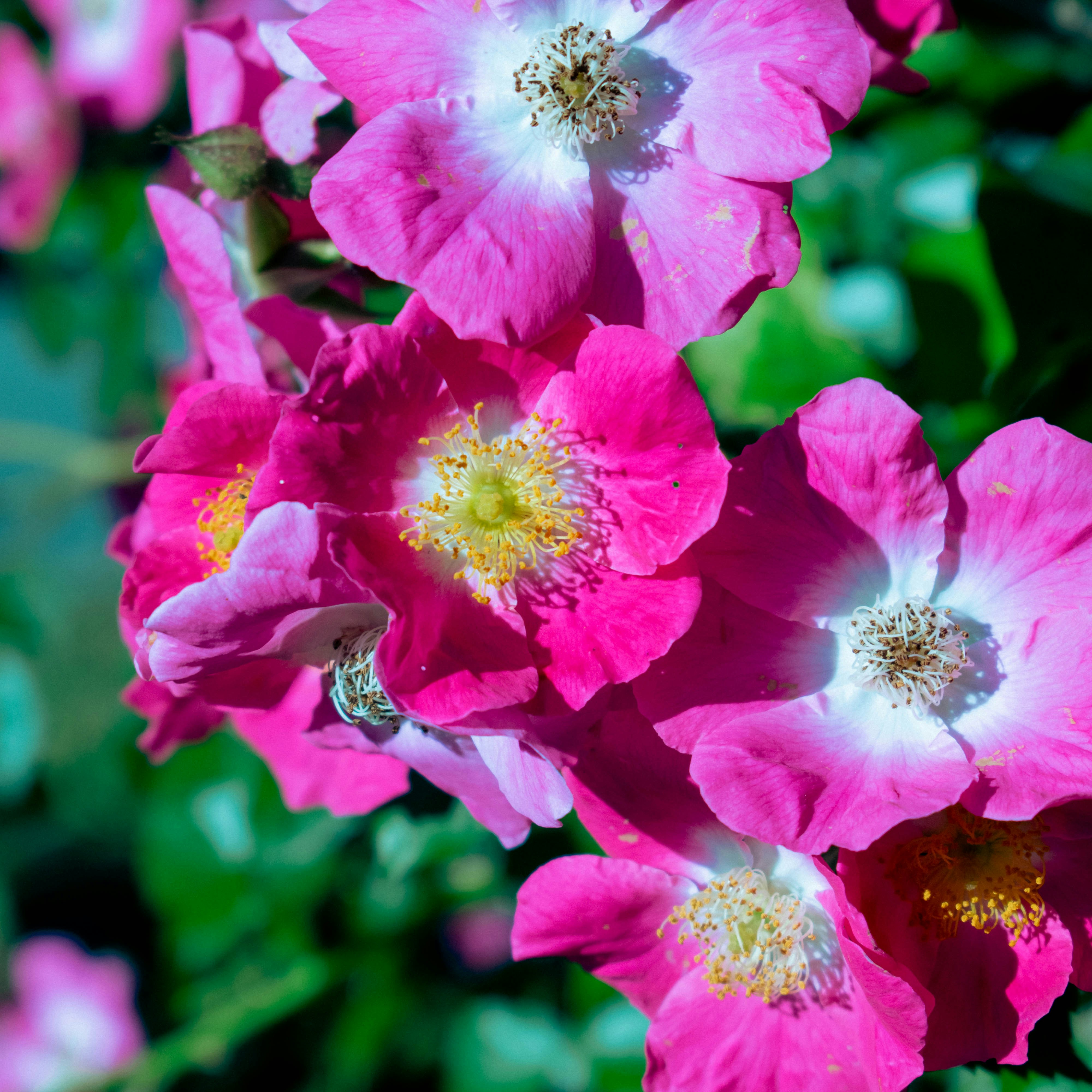 Vivid Pink Roses in Sunlit Cluster